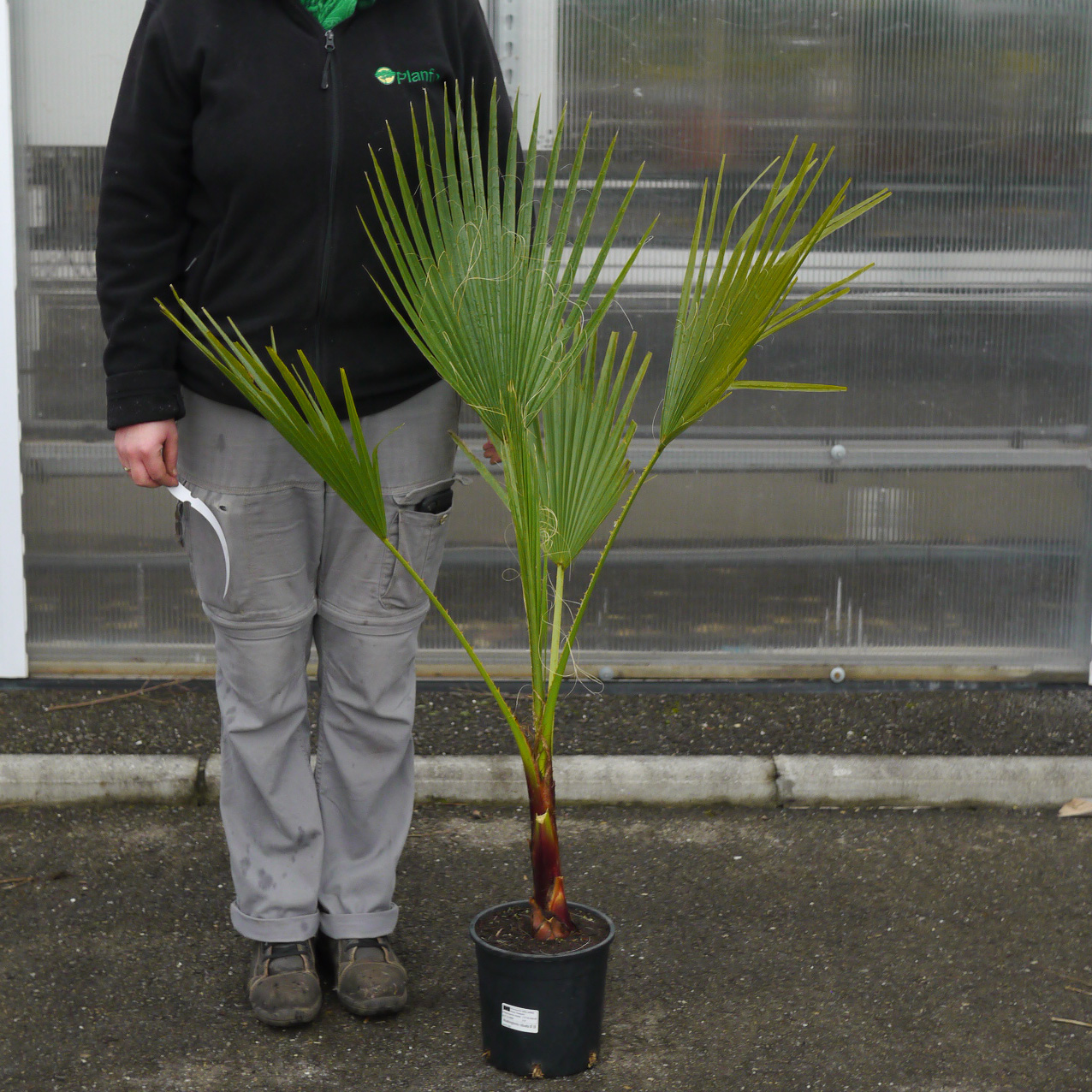 Palm, Skyduster : buy Palm, Skyduster / Washingtonia robusta