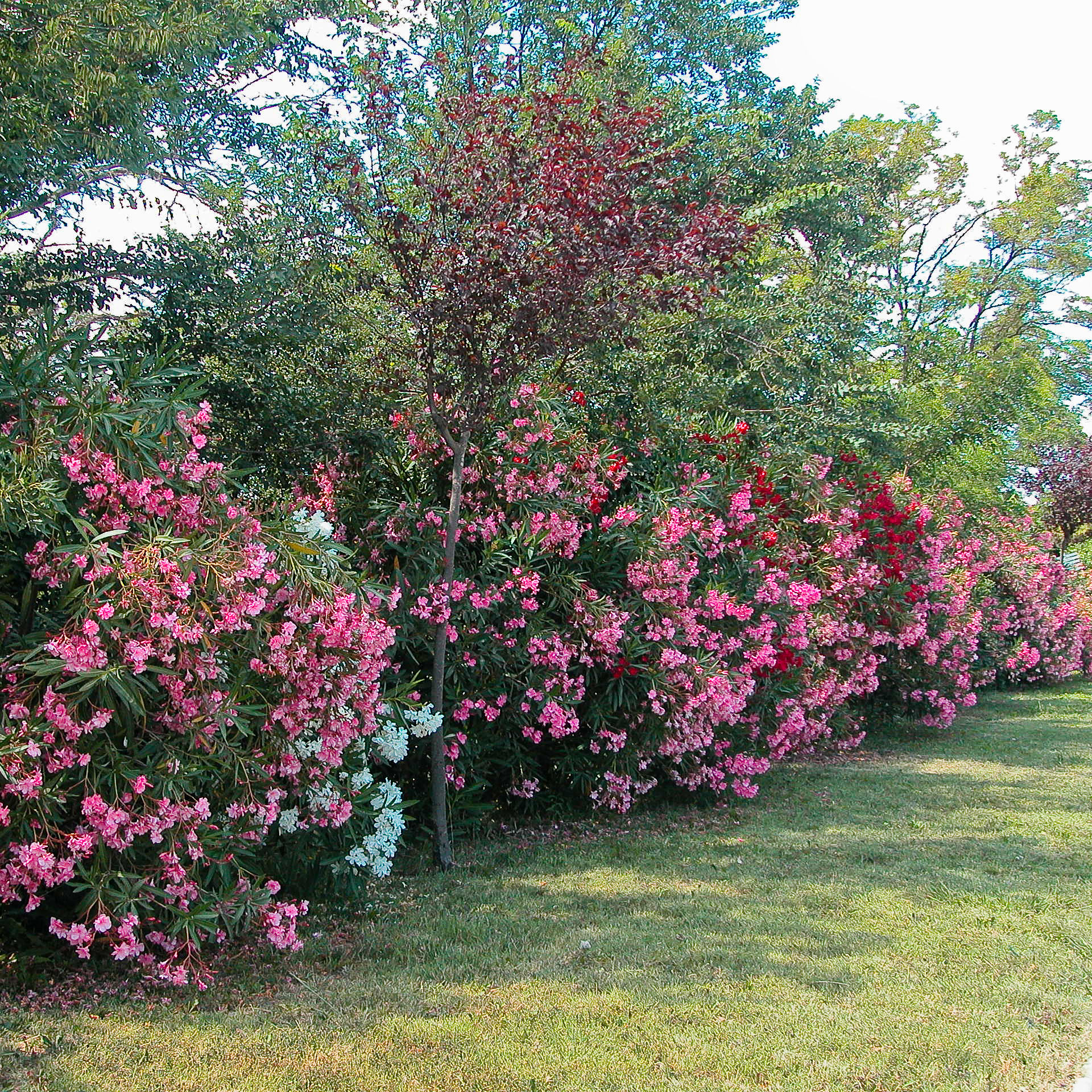 Rose Bay, Pink Flowers : buy Rose Bay, Pink Flowers / Nerium oleander ...