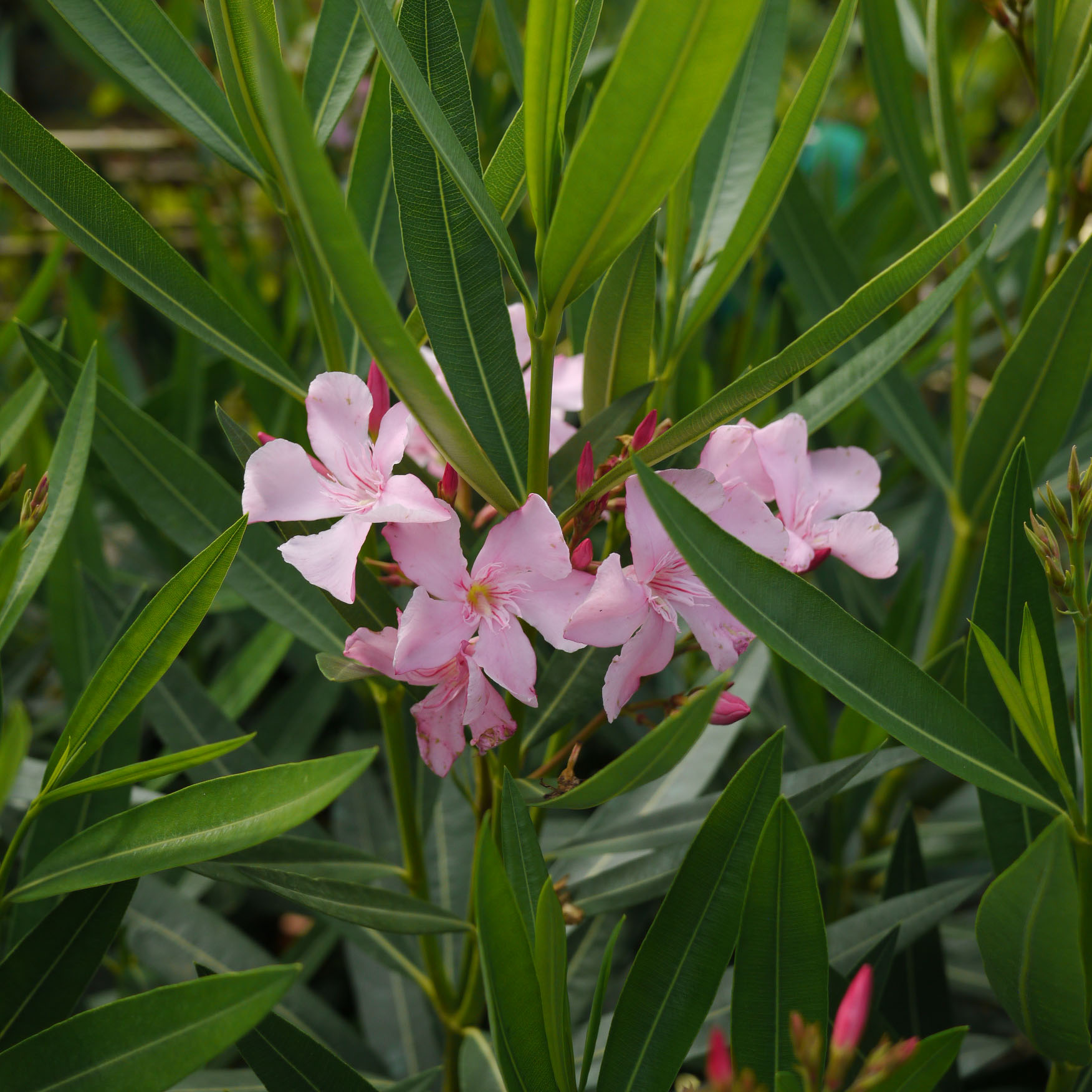 Rose Bay, Pink Flowers : buy Rose Bay, Pink Flowers / Nerium oleander ...