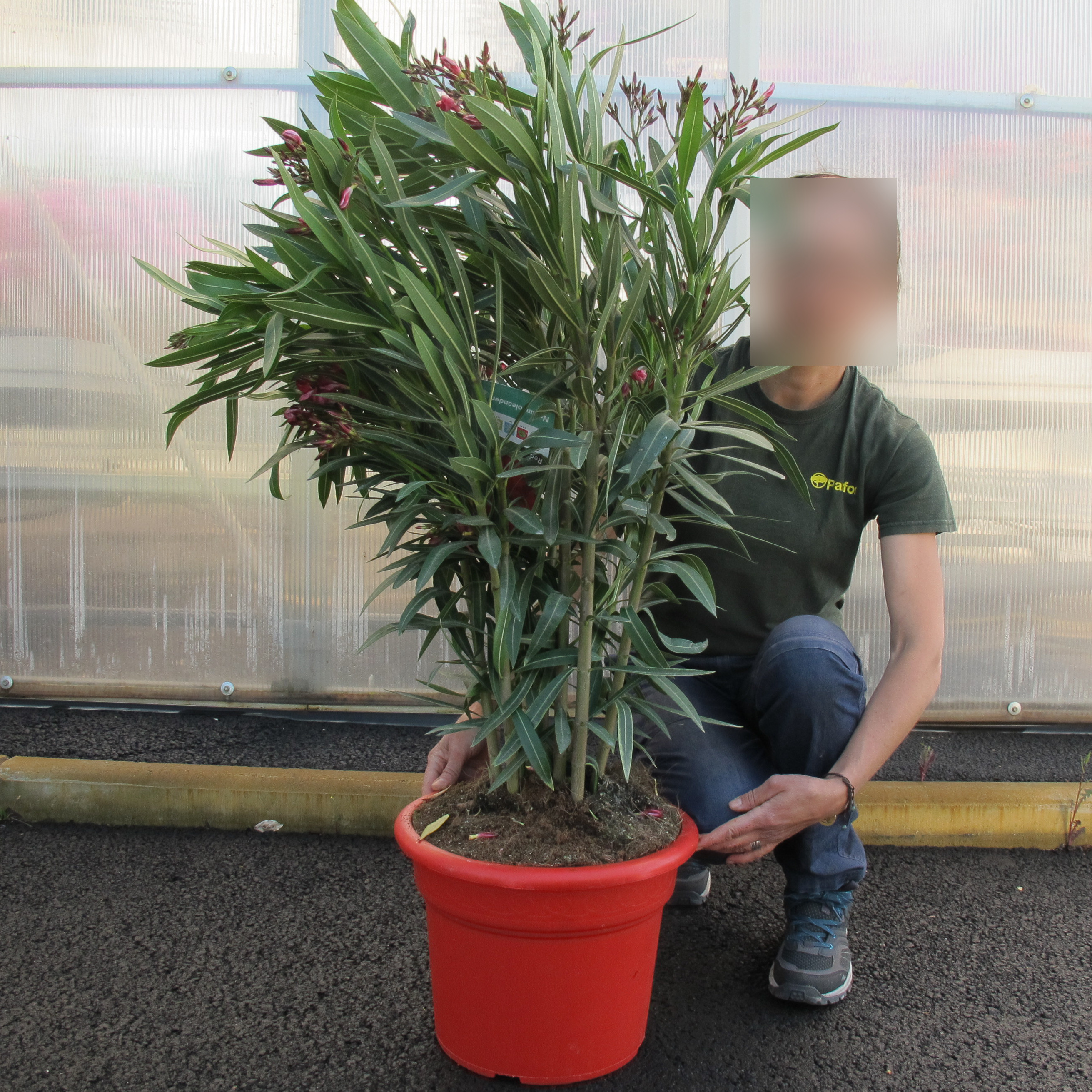 Rose Bay, Red Flowers : buy Rose Bay, Red Flowers / Nerium oleander rubra