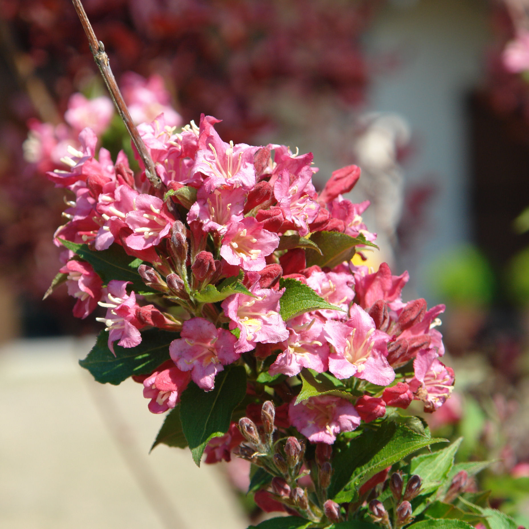 Weigelia, Bristol Ruby : buy Weigelia, Bristol Ruby / Weigelia Bristol Ruby