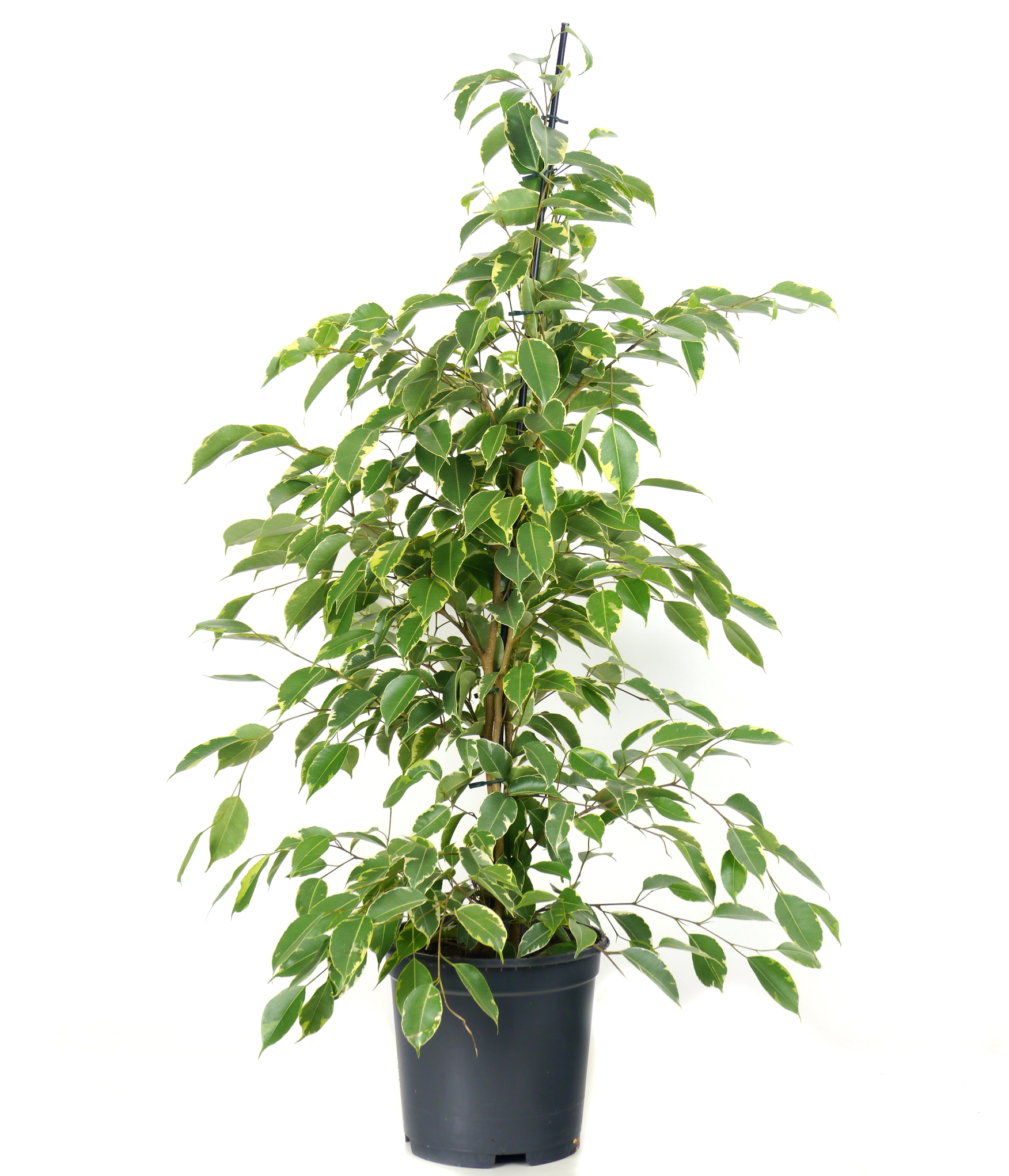 Ficus 'Golden King' : buy Ficus 'Golden King' / Ficus Golden King