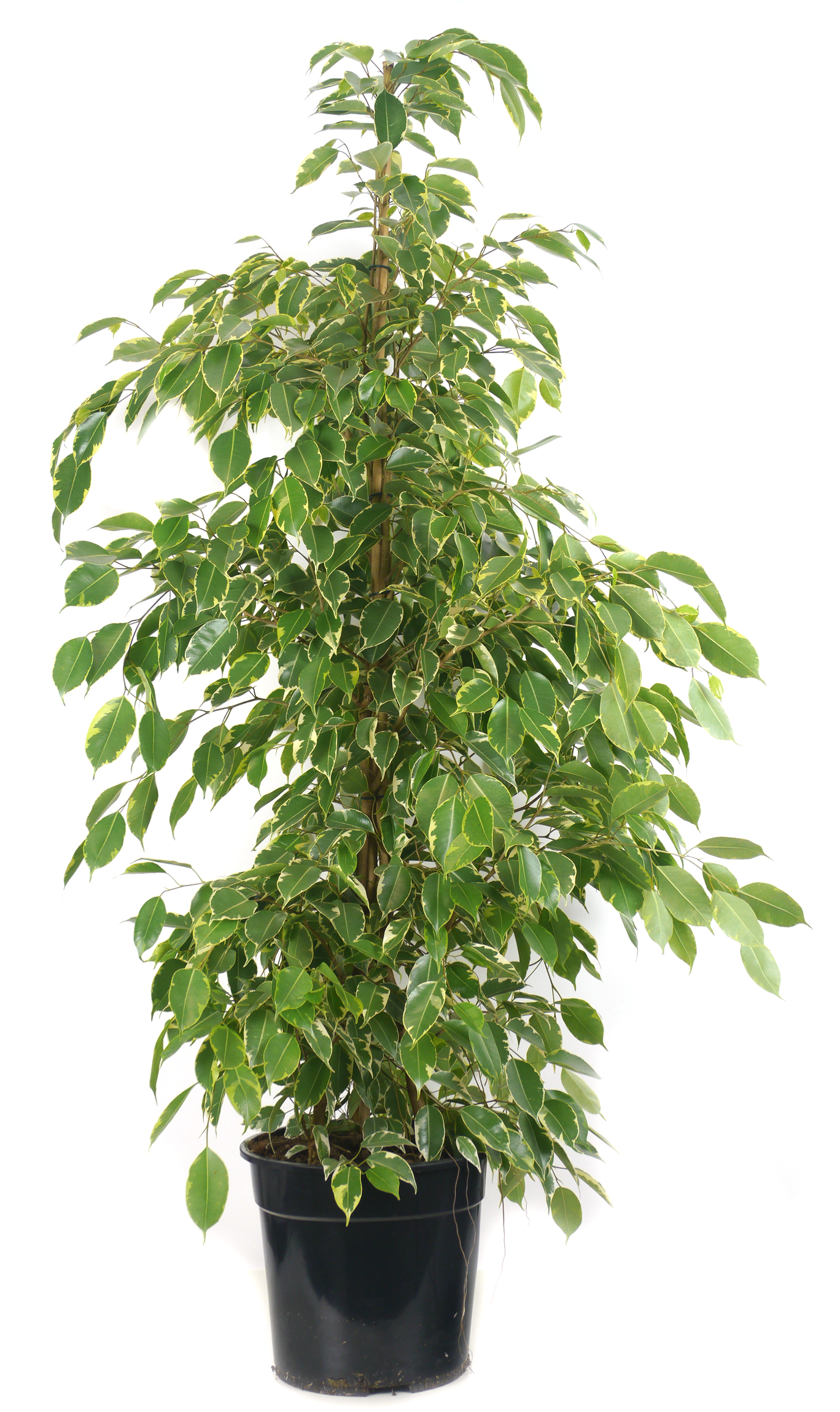 Ficus 'Golden King' : buy Ficus 'Golden King' / Ficus Golden King