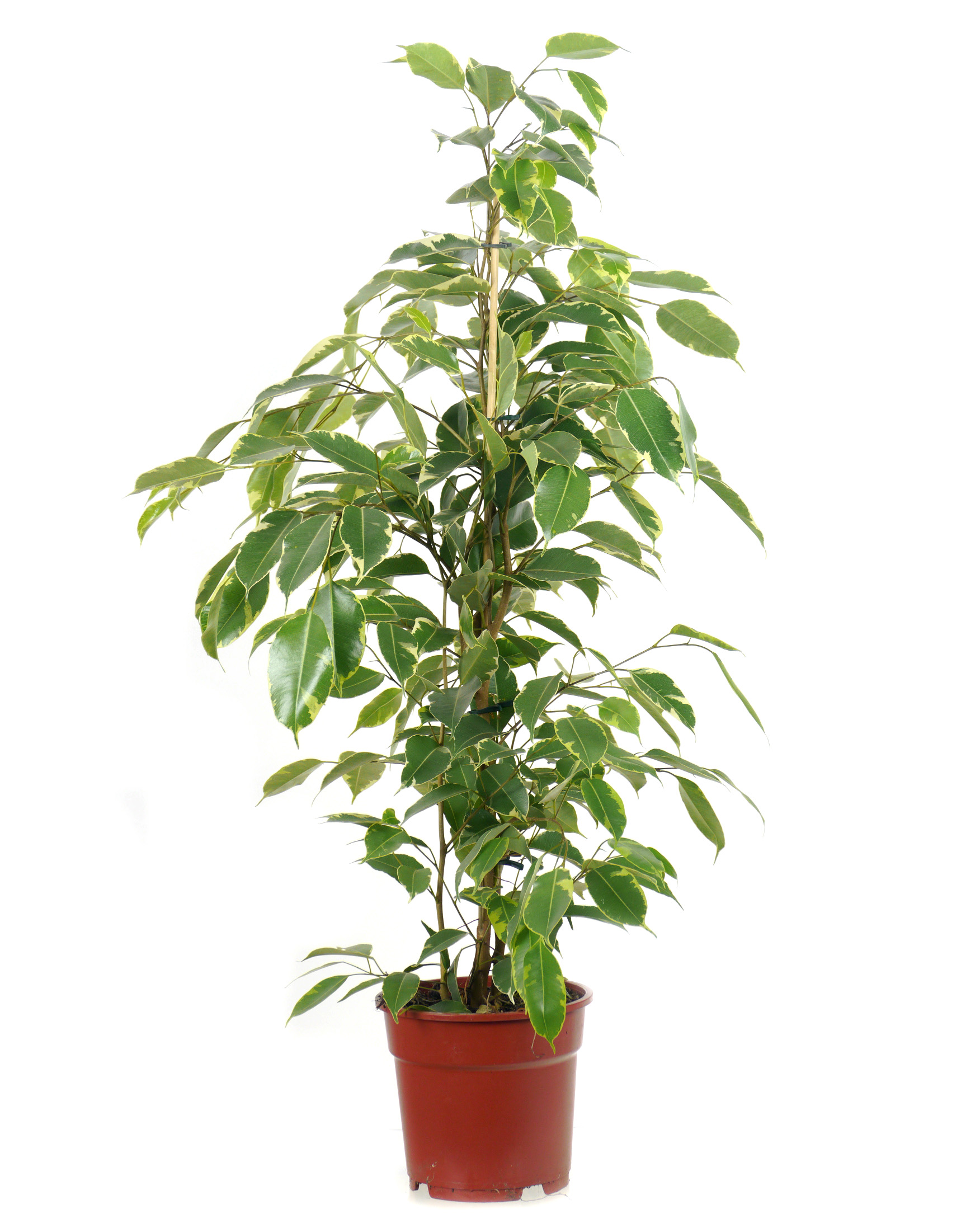 Ficus 'Golden King' : buy Ficus 'Golden King' / Ficus Golden King