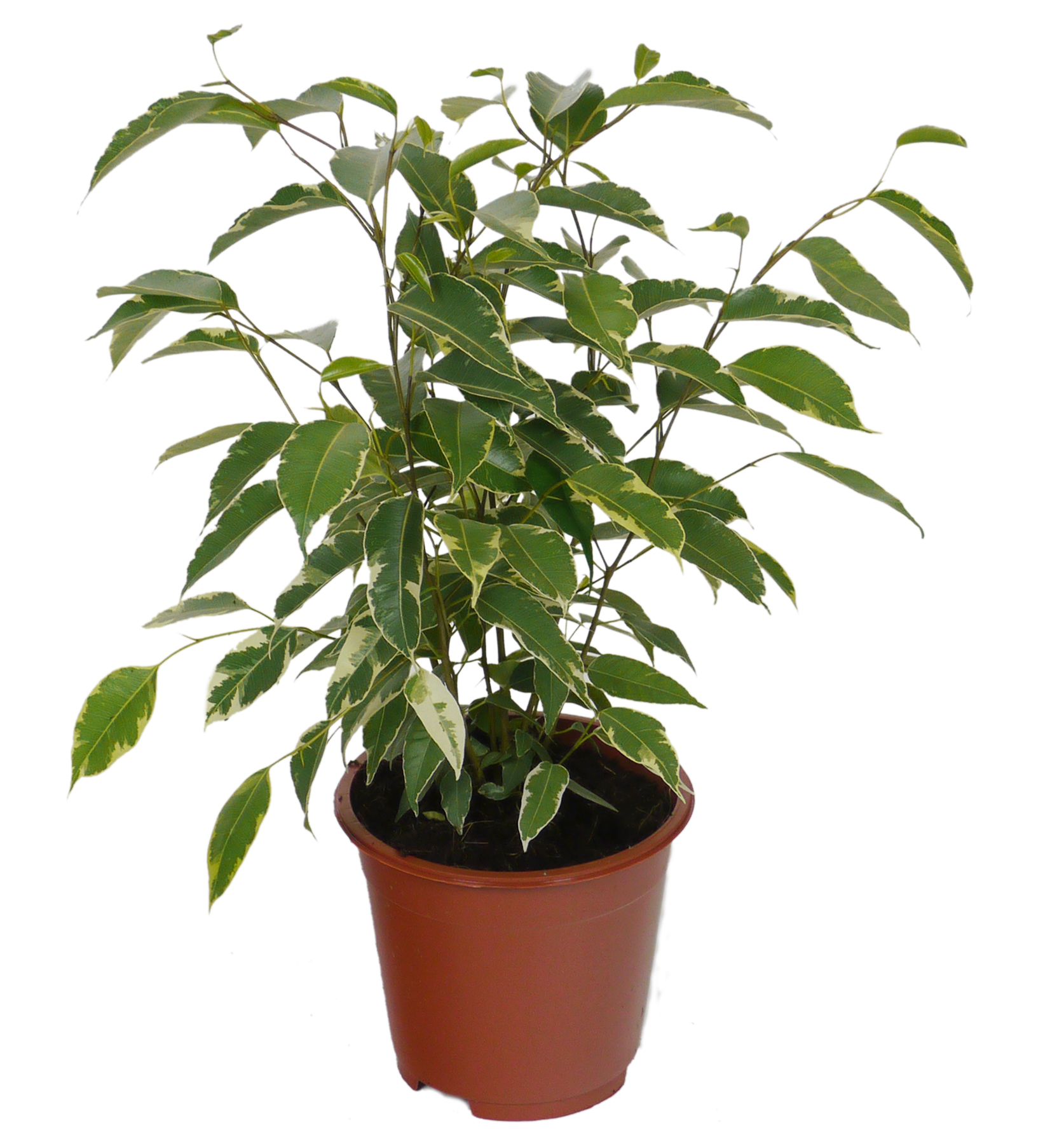 Ficus 'Golden King' : buy Ficus 'Golden King' / Ficus Golden King