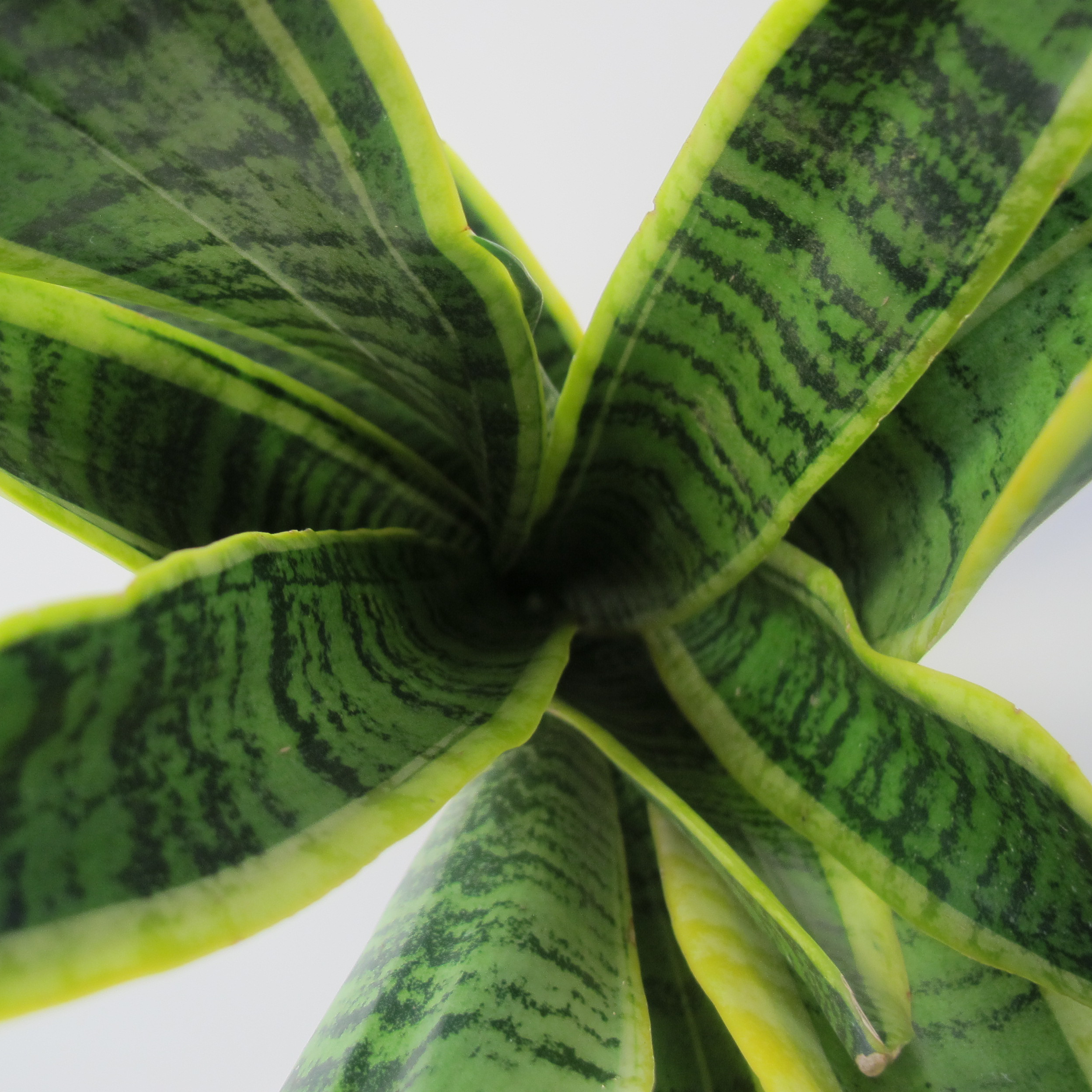 Sansevieria Laurentii : buy Sansevieria Laurentii / Sansevieria trifasciata