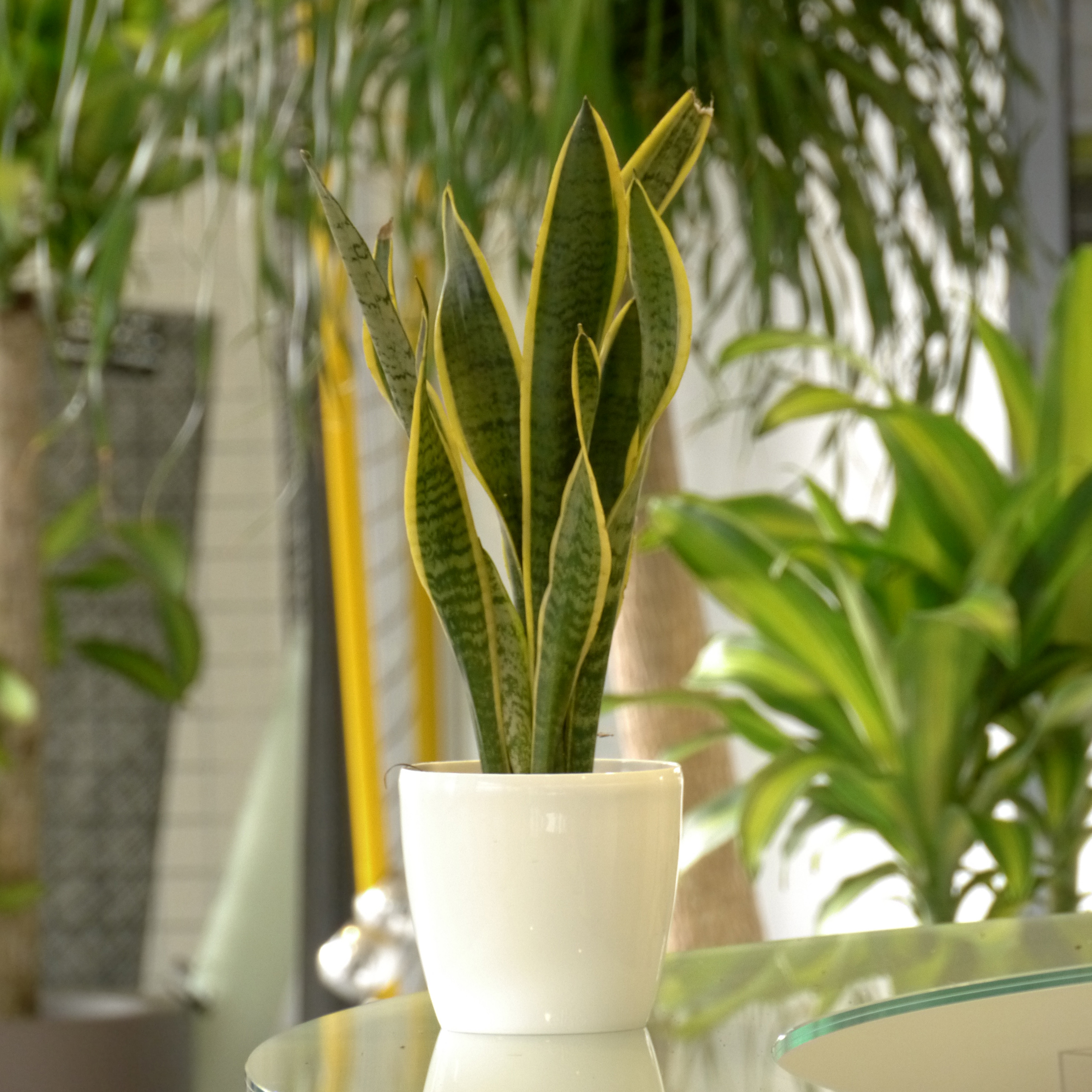 Sansevieria Laurentii : buy Sansevieria Laurentii / Sansevieria trifasciata