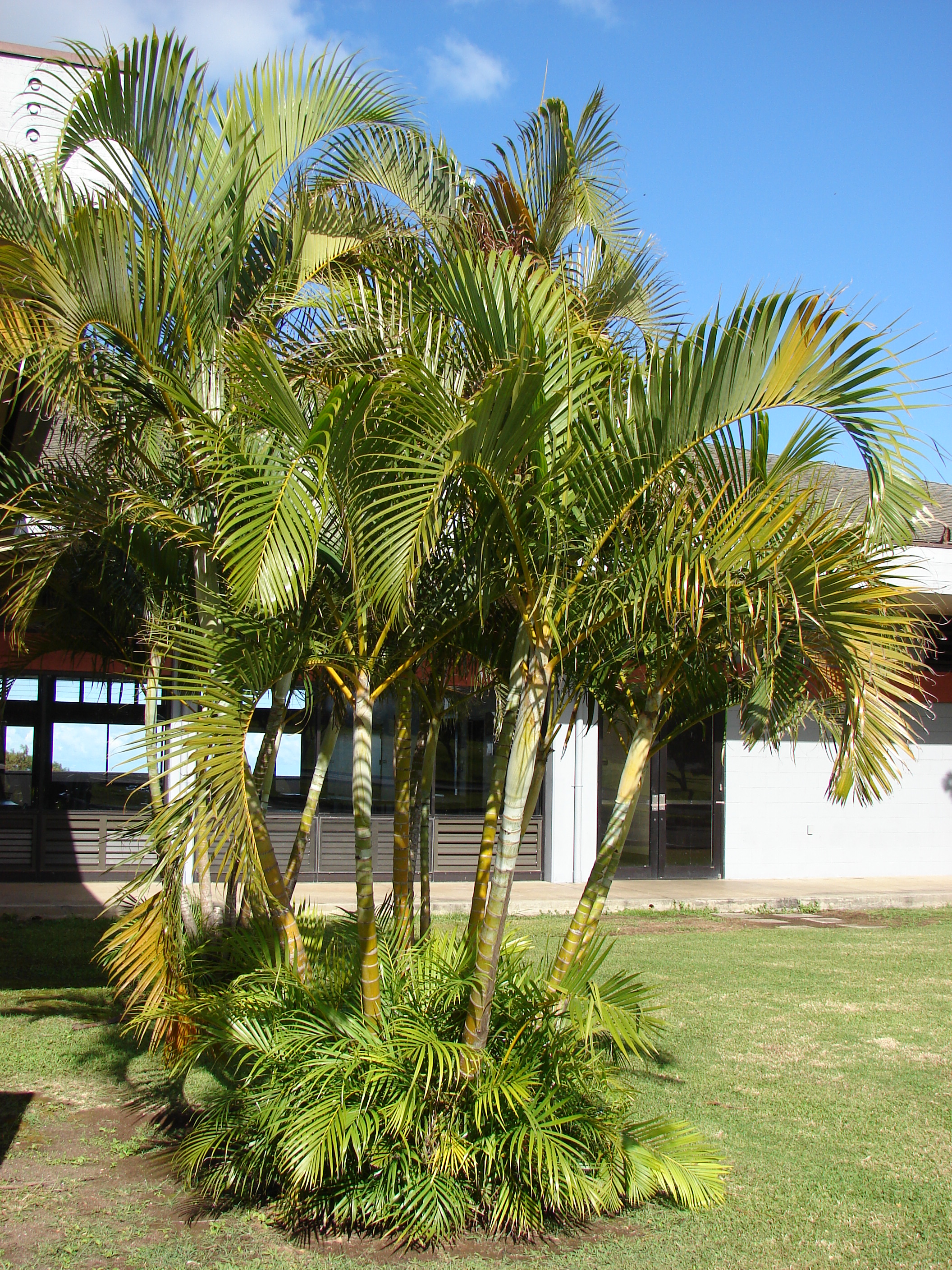 Areca : buy Areca / Chrysalidocarpus lutescens