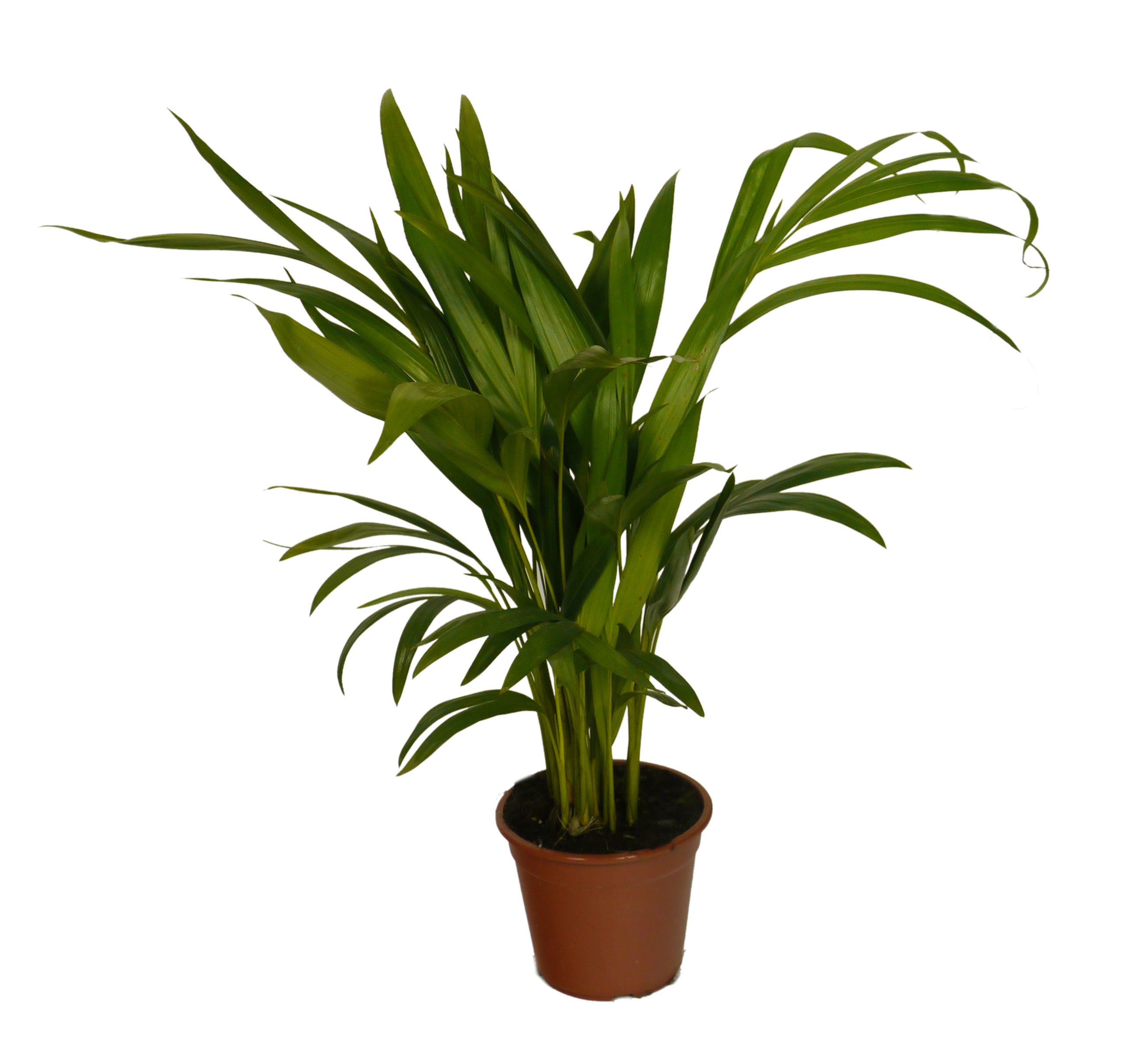 Areca : buy Areca / Chrysalidocarpus lutescens