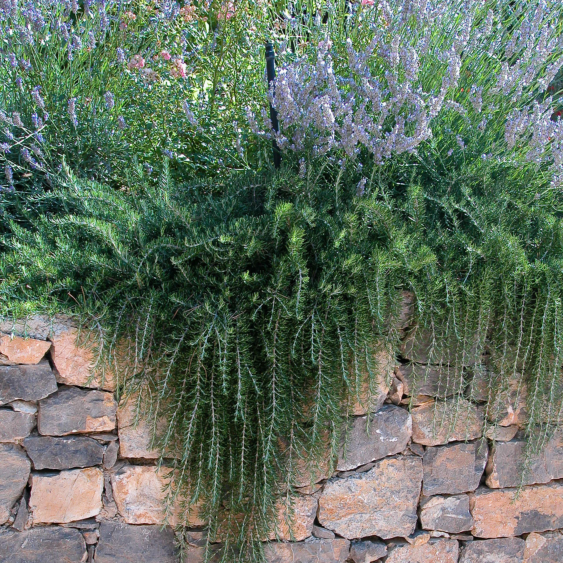 Rosemary prostratus : buy Rosemary prostratus / Rosmarinus officinalis ...