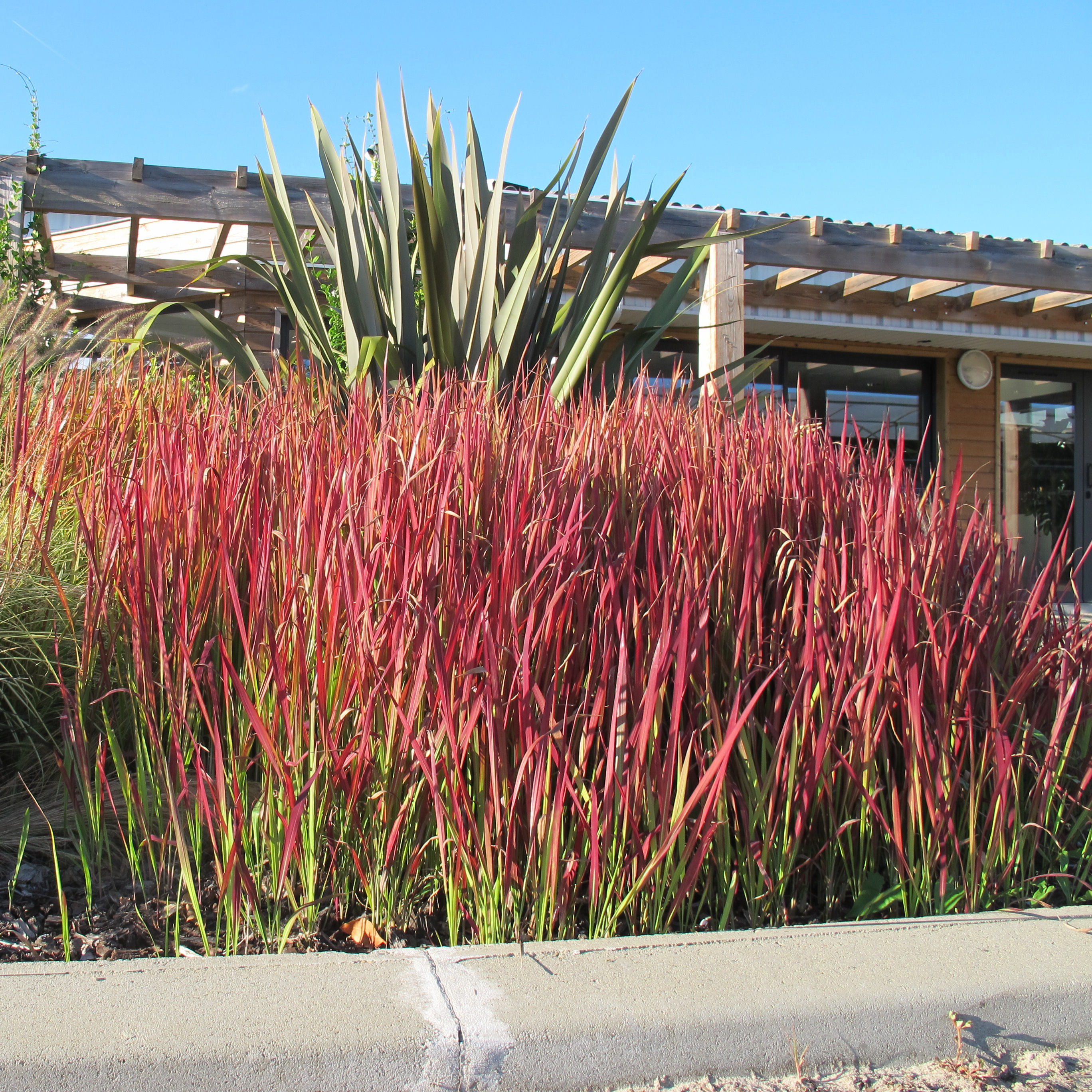 Grass, Cogon : buy Grass, Cogon / Imperata cylindrica Red Baron