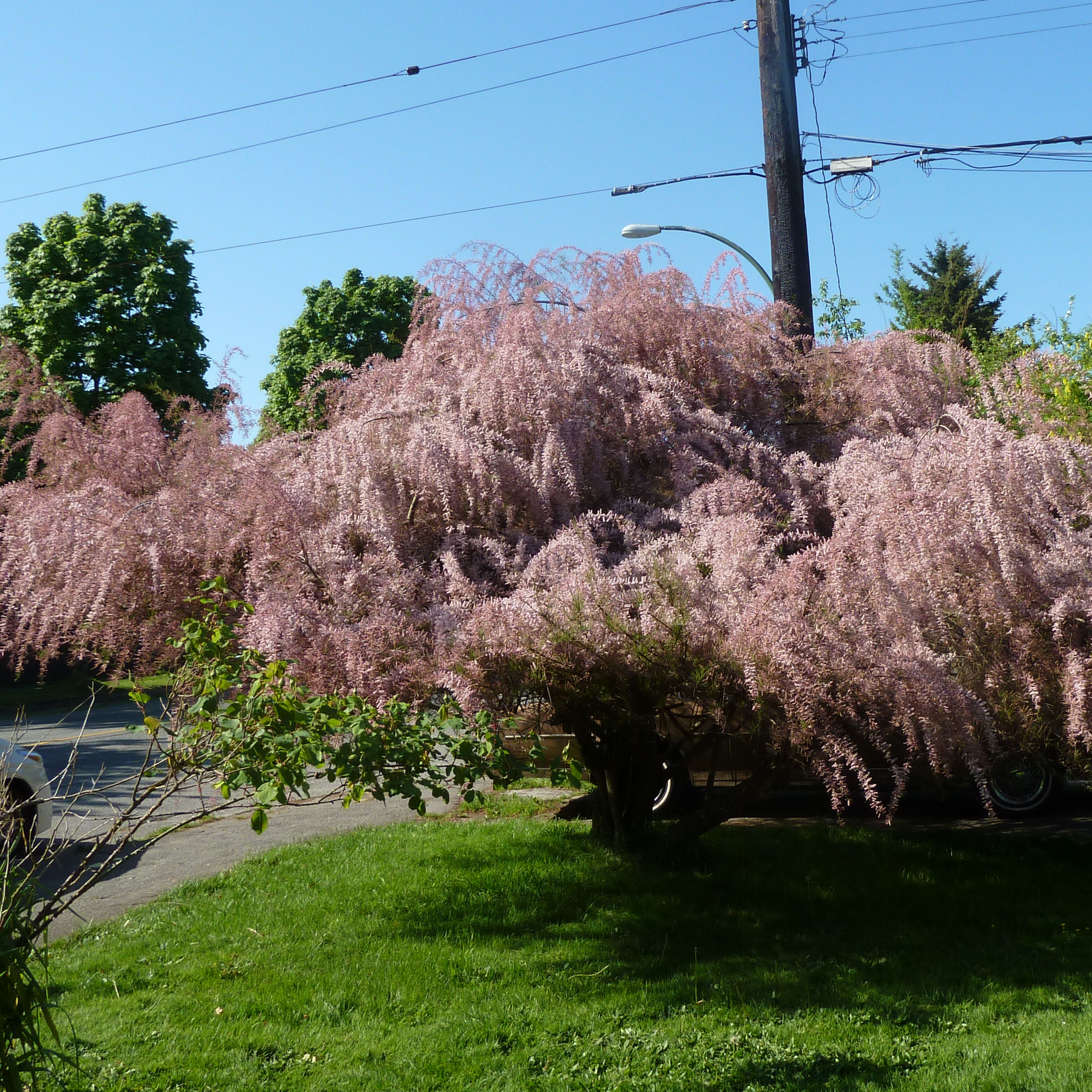 Tamarisk, Spring : buy Tamarisk, Spring / Tamarix tetrandra (africana)