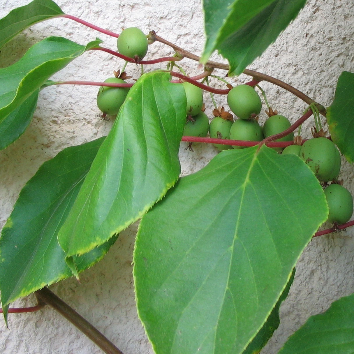 Hardy Kiwi, Issai self fertile : buy Hardy Kiwi, Issai self fertile ...