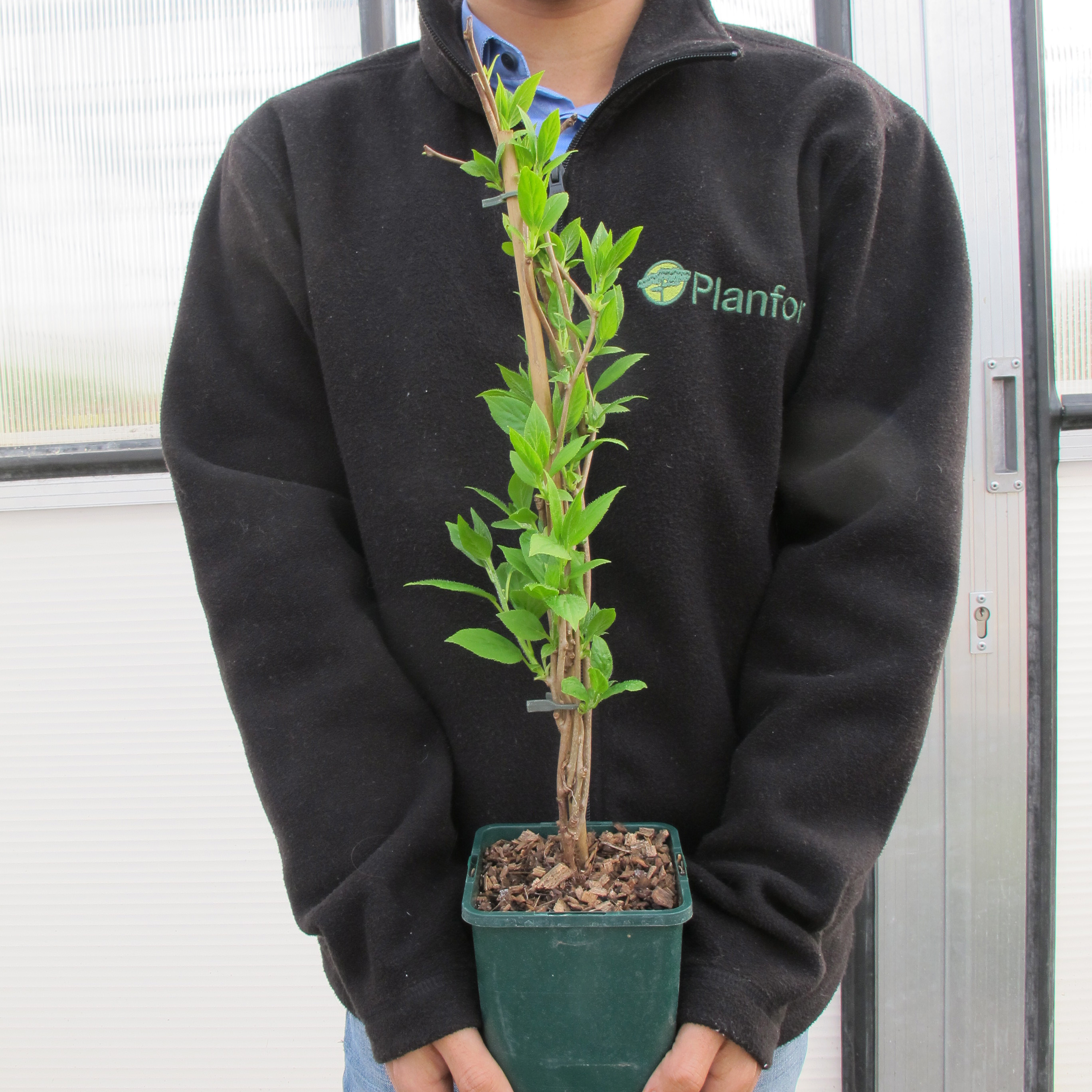 Hardy Kiwi, Issai self fertile : buy Hardy Kiwi, Issai self fertile ...