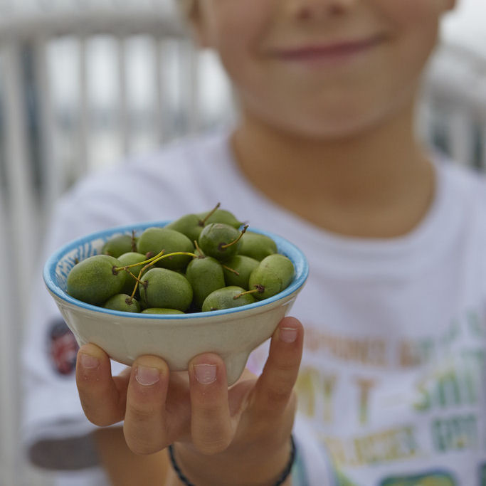 Hardy Kiwi, Issai self fertile : buy Hardy Kiwi, Issai self fertile ...