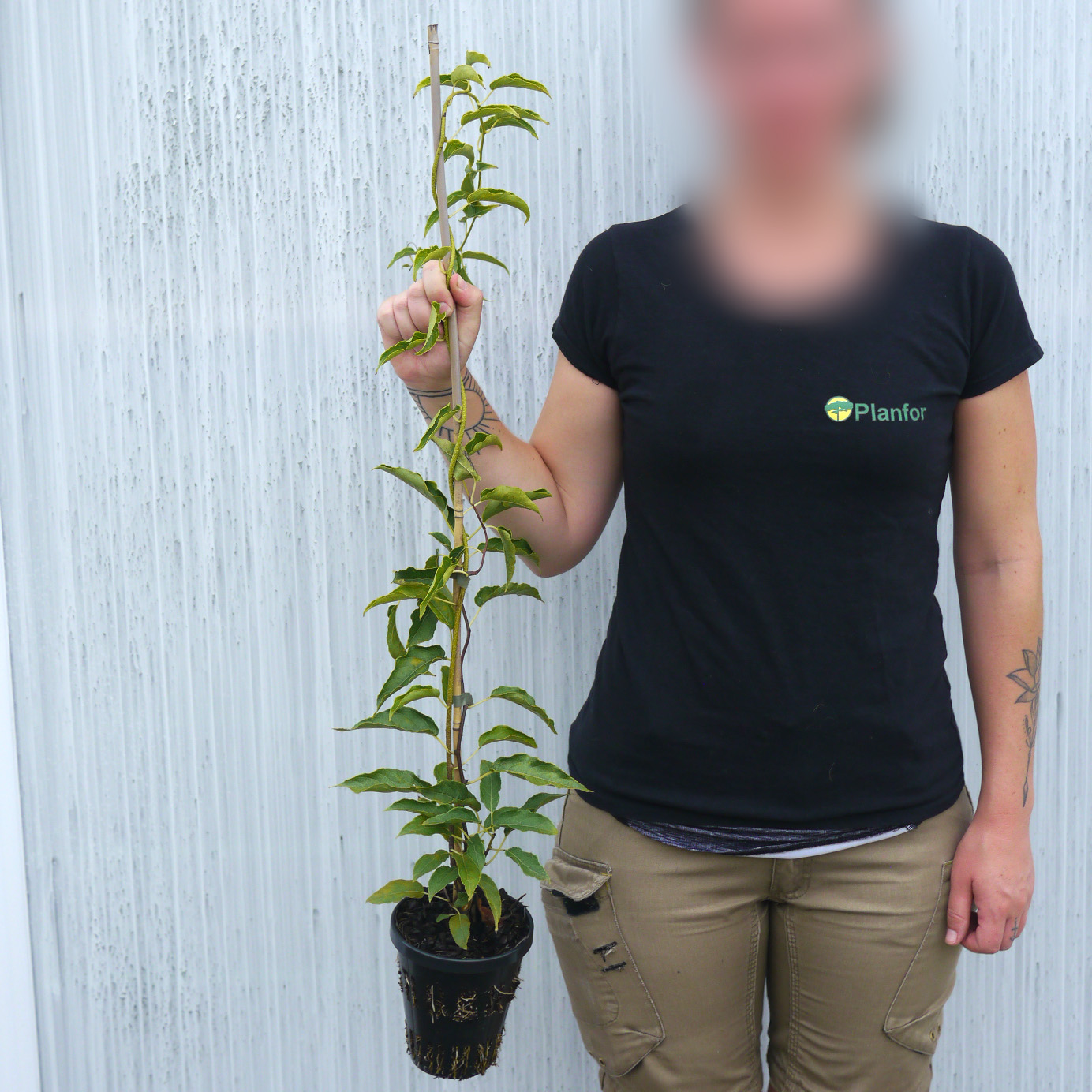 Hardy Kiwi, Issai self fertile : buy Hardy Kiwi, Issai self fertile ...