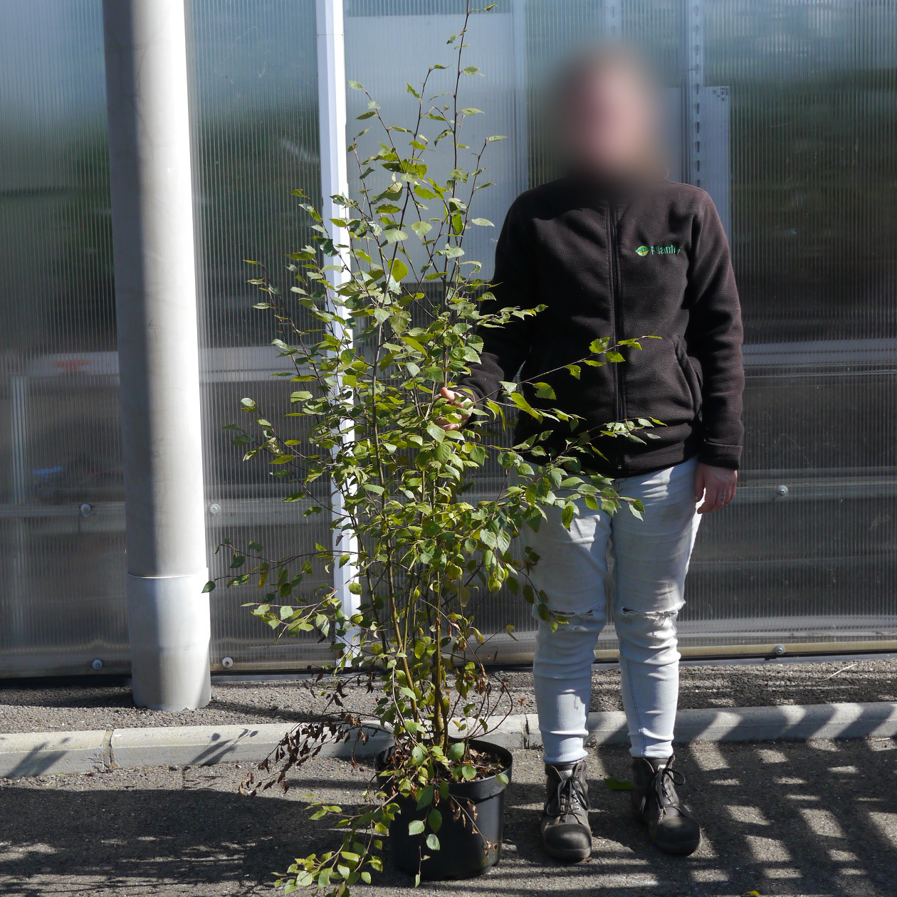 Birch, Himalayan : buy Birch, Himalayan / Betula utilis