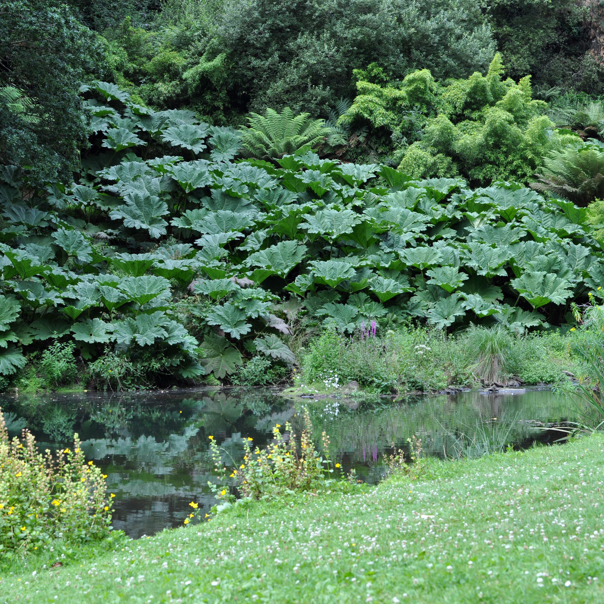 Gunnera manicata, Giant rhubarb : buy Gunnera manicata, Giant rhubarb ...