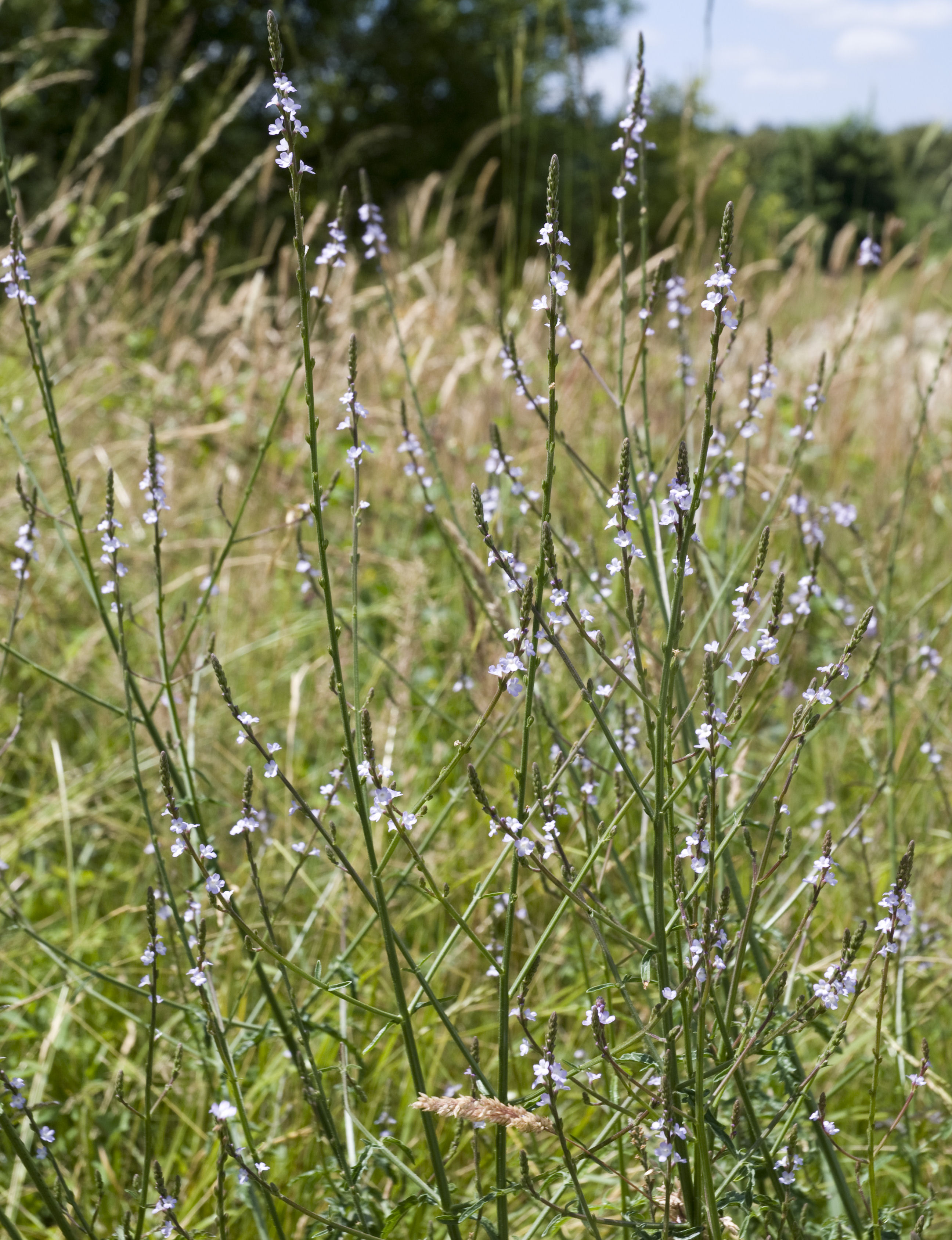 Vervain, Common : buy Vervain, Common / Verbena officinalis