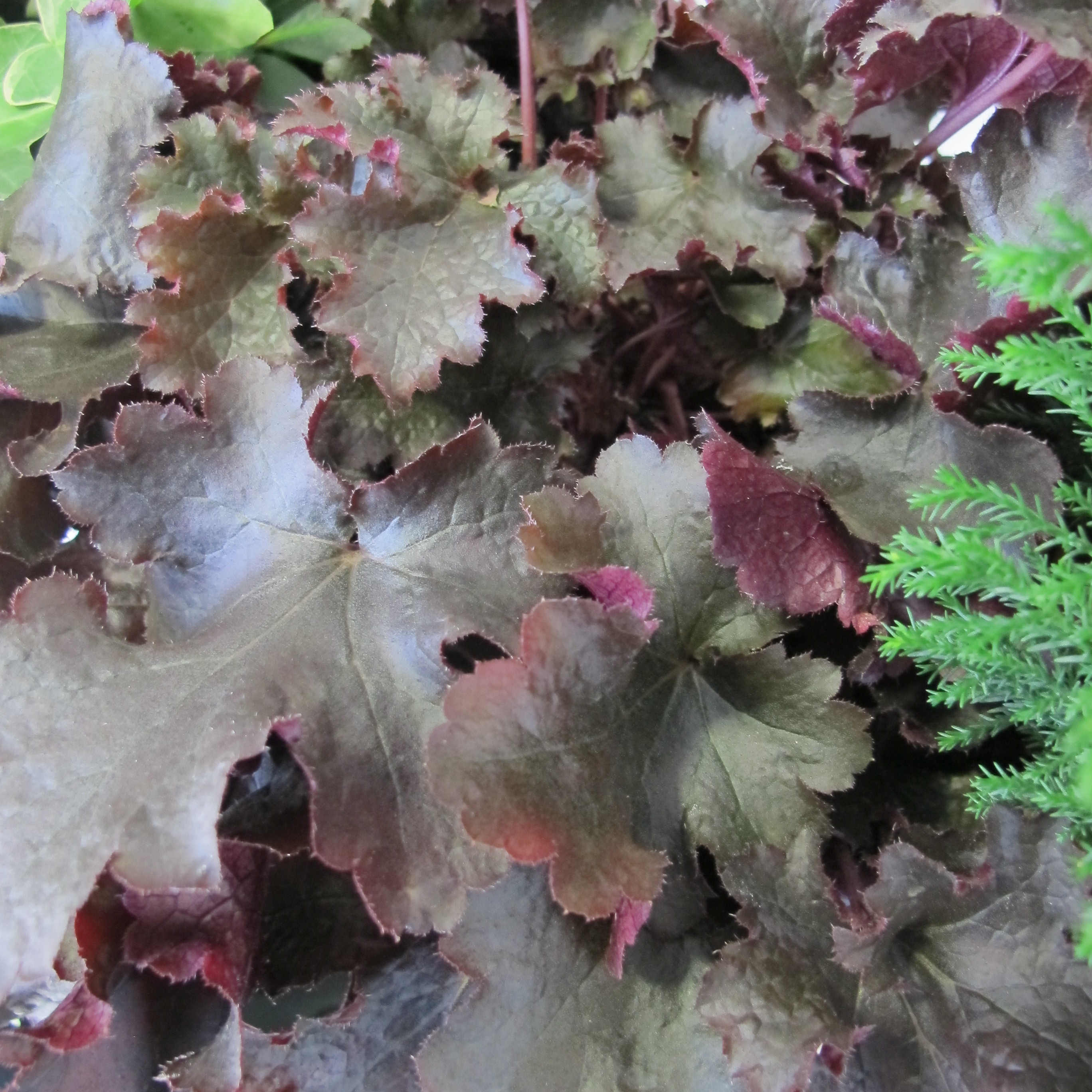 Alum root 'Black beauty' : buy Alum root 'Black beauty' / Heuchera ...