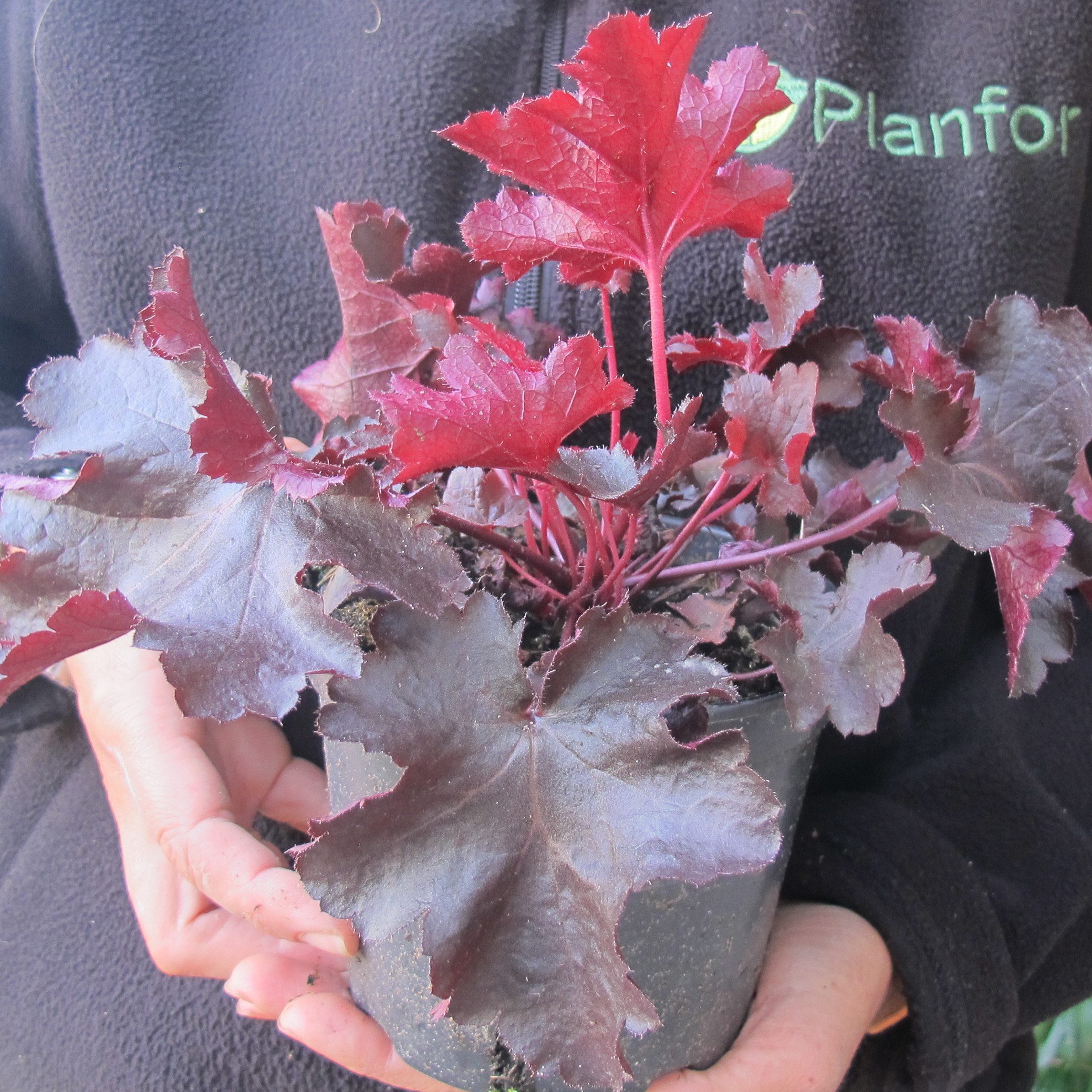 Alum root 'Black beauty' : buy Alum root 'Black beauty' / Heuchera ...