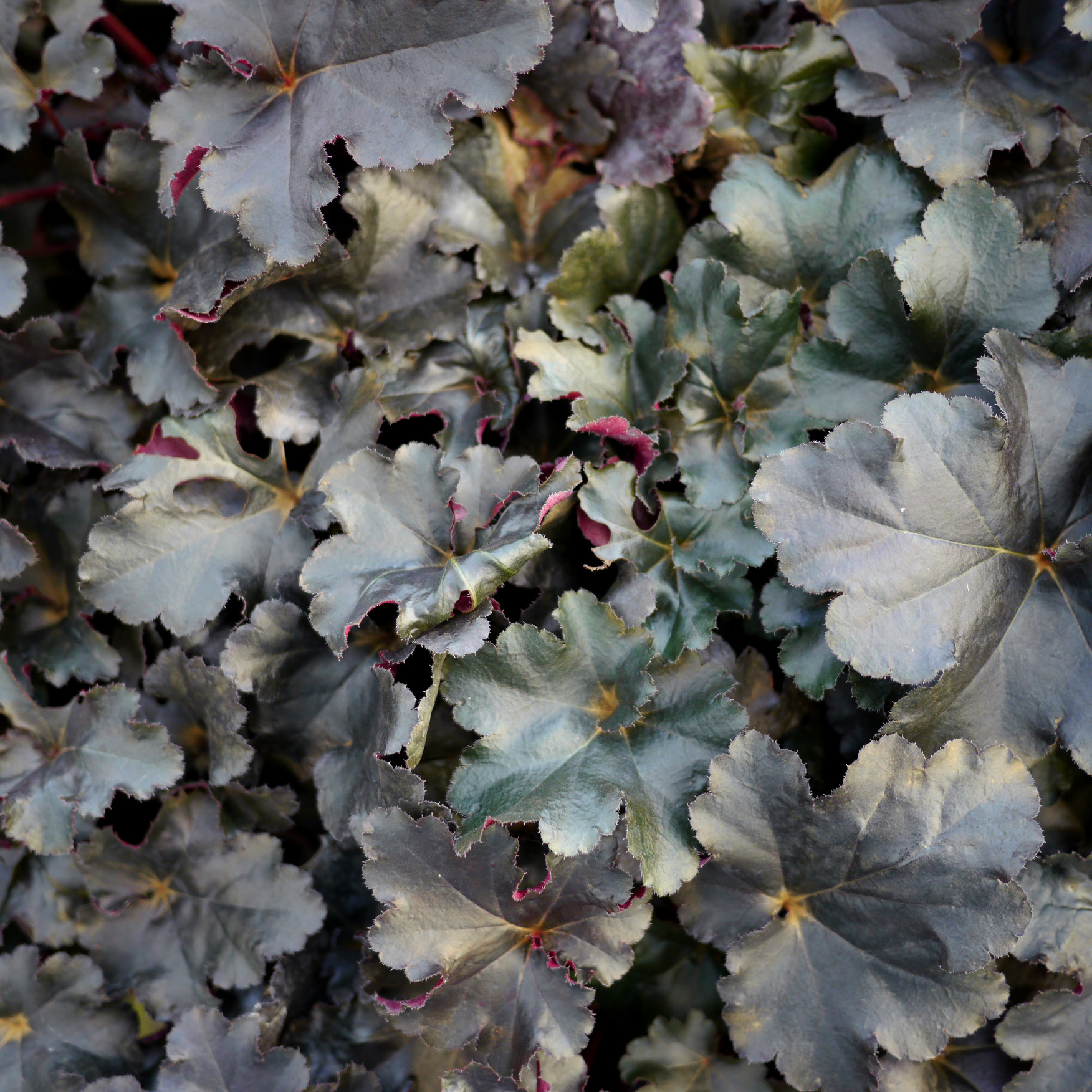 Alum root 'Black beauty' : buy Alum root 'Black beauty' / Heuchera ...