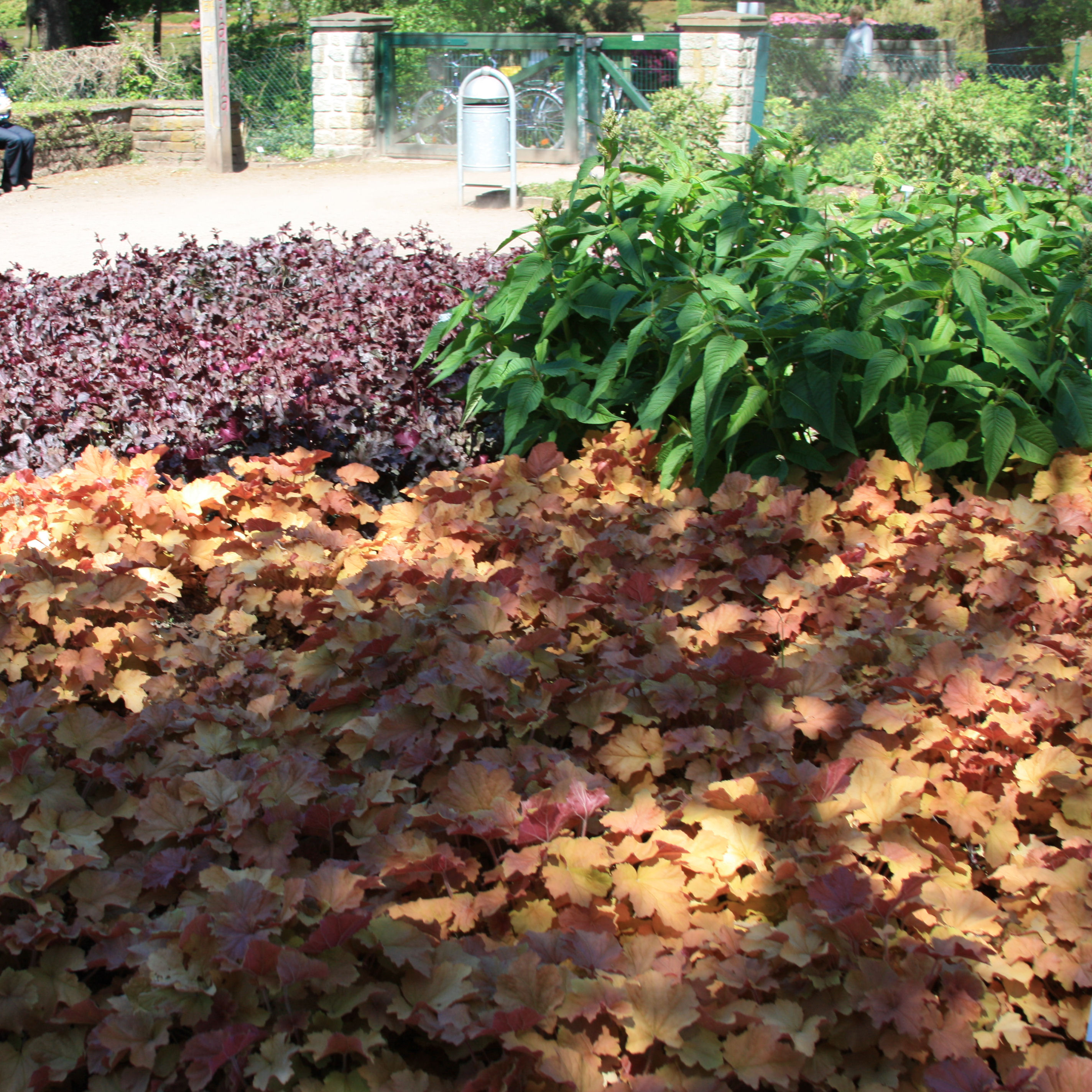 Alum root 'Caramel' : buy Alum root 'Caramel' / Heuchera Caramel