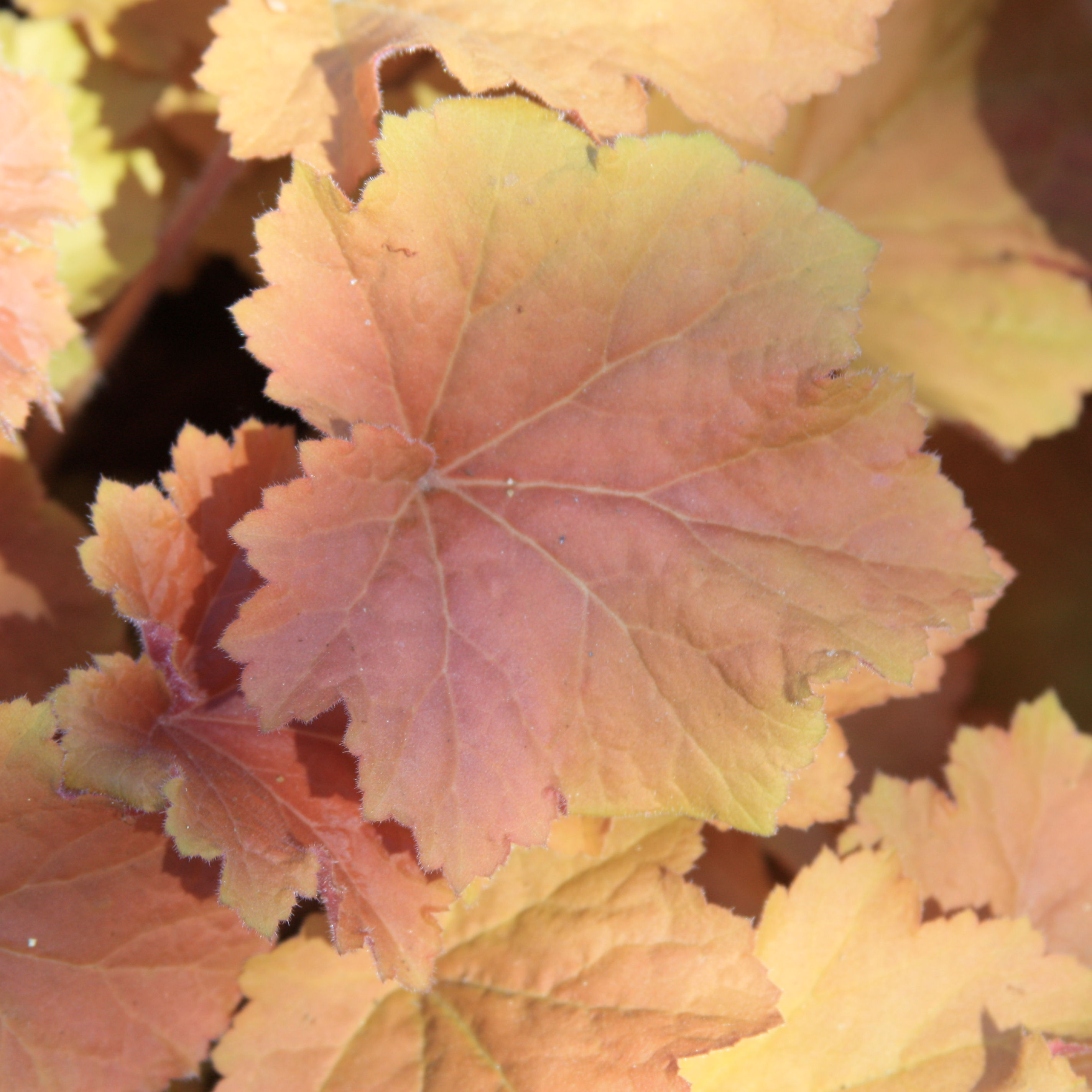 Alum root 'Caramel' : buy Alum root 'Caramel' / Heuchera Caramel