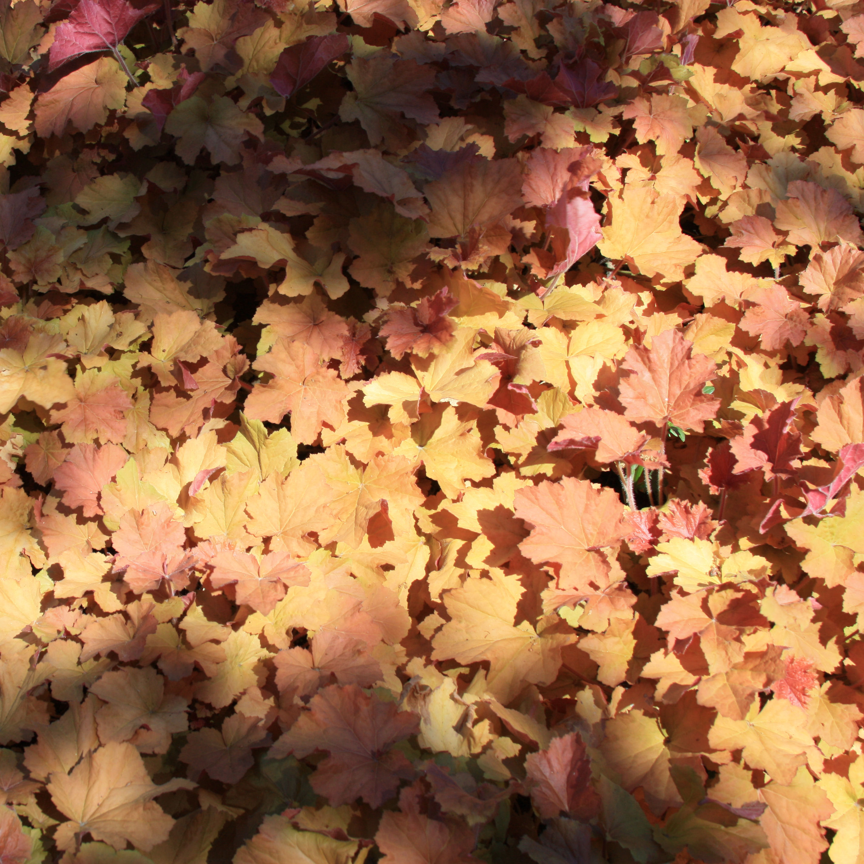 Alum root 'Caramel' : buy Alum root 'Caramel' / Heuchera Caramel