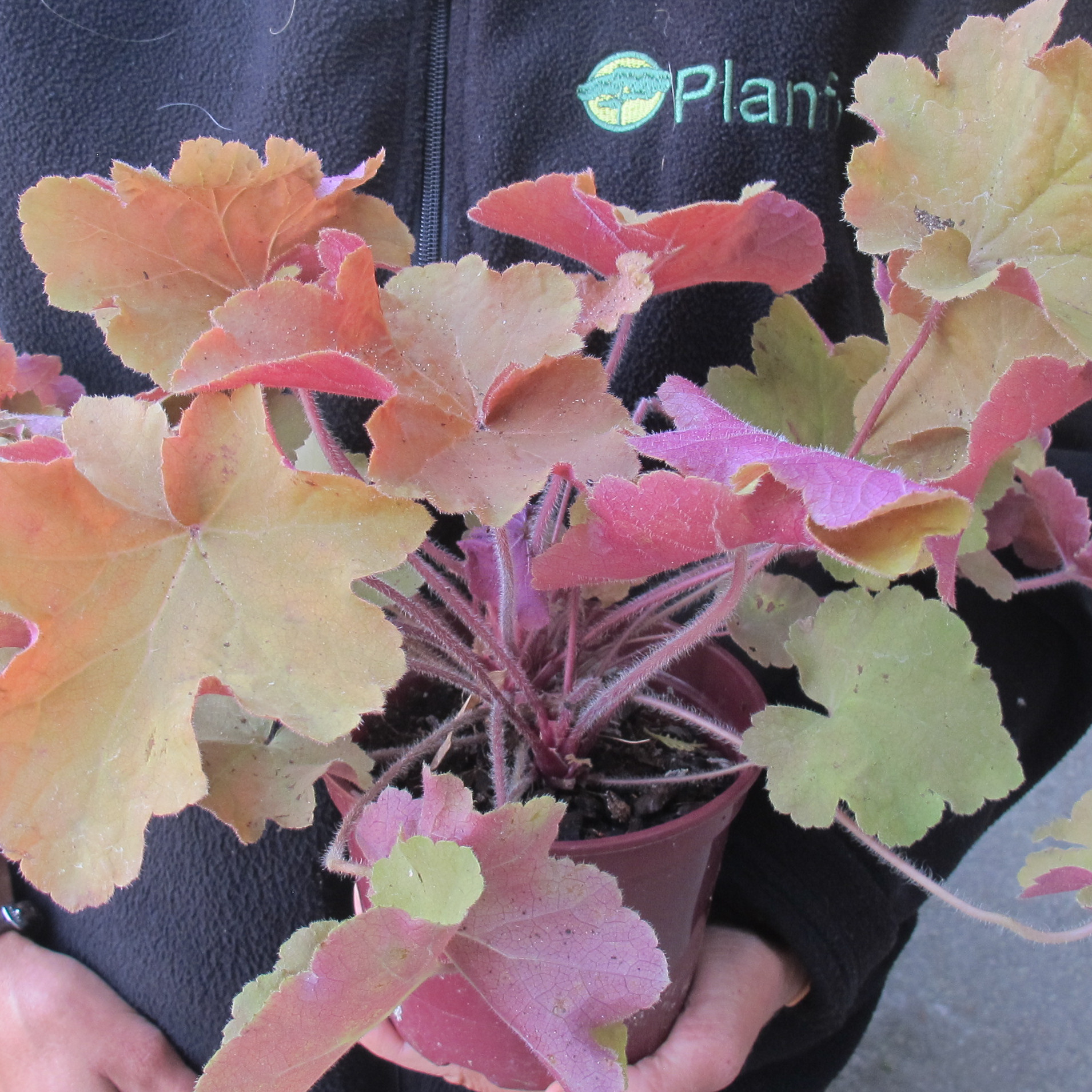 Alum root 'Caramel' : buy Alum root 'Caramel' / Heuchera Caramel