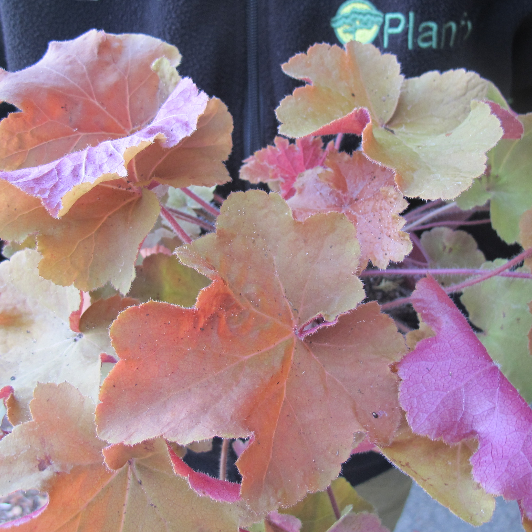 Alum root 'Caramel' : buy Alum root 'Caramel' / Heuchera Caramel