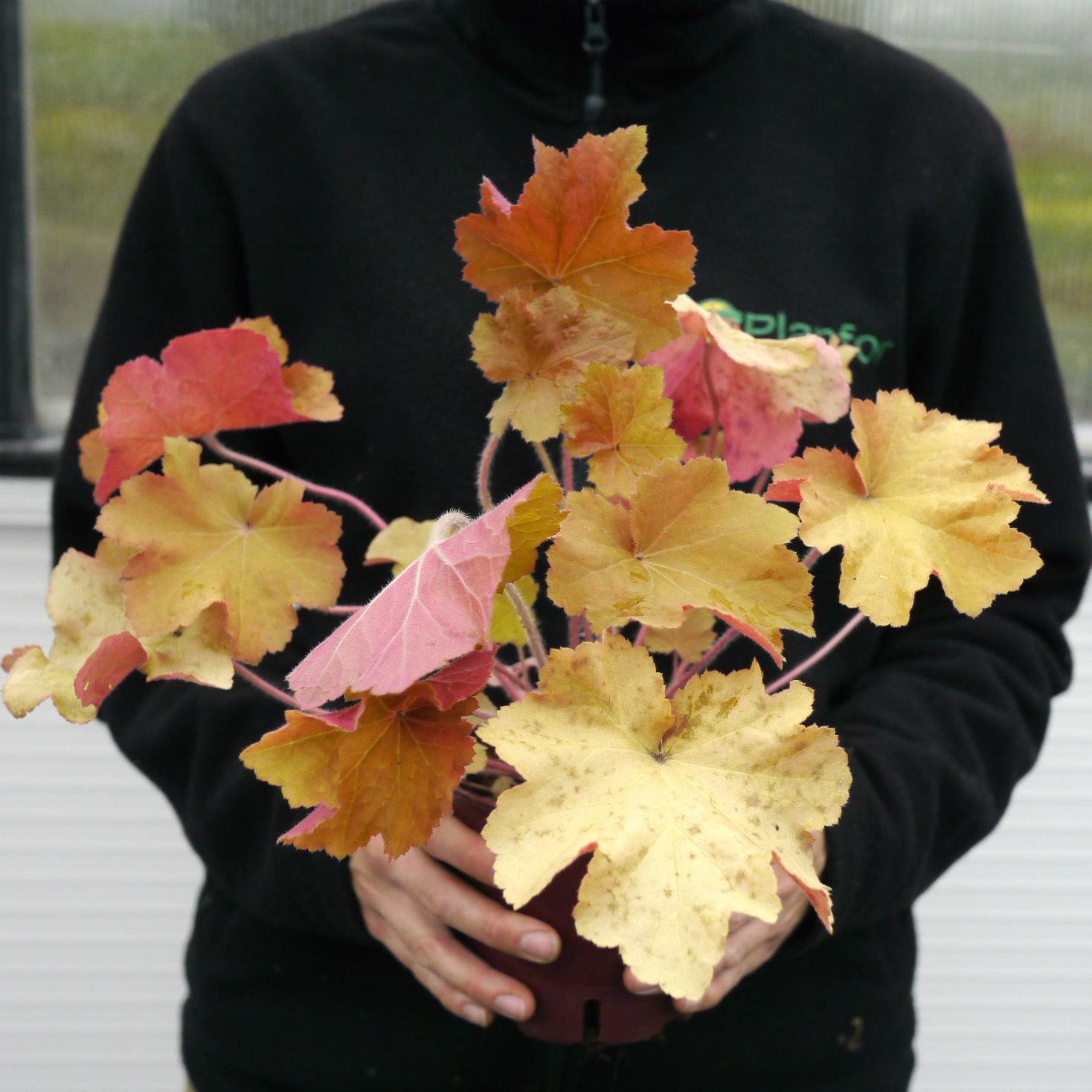 Alum root 'Caramel' : buy Alum root 'Caramel' / Heuchera Caramel