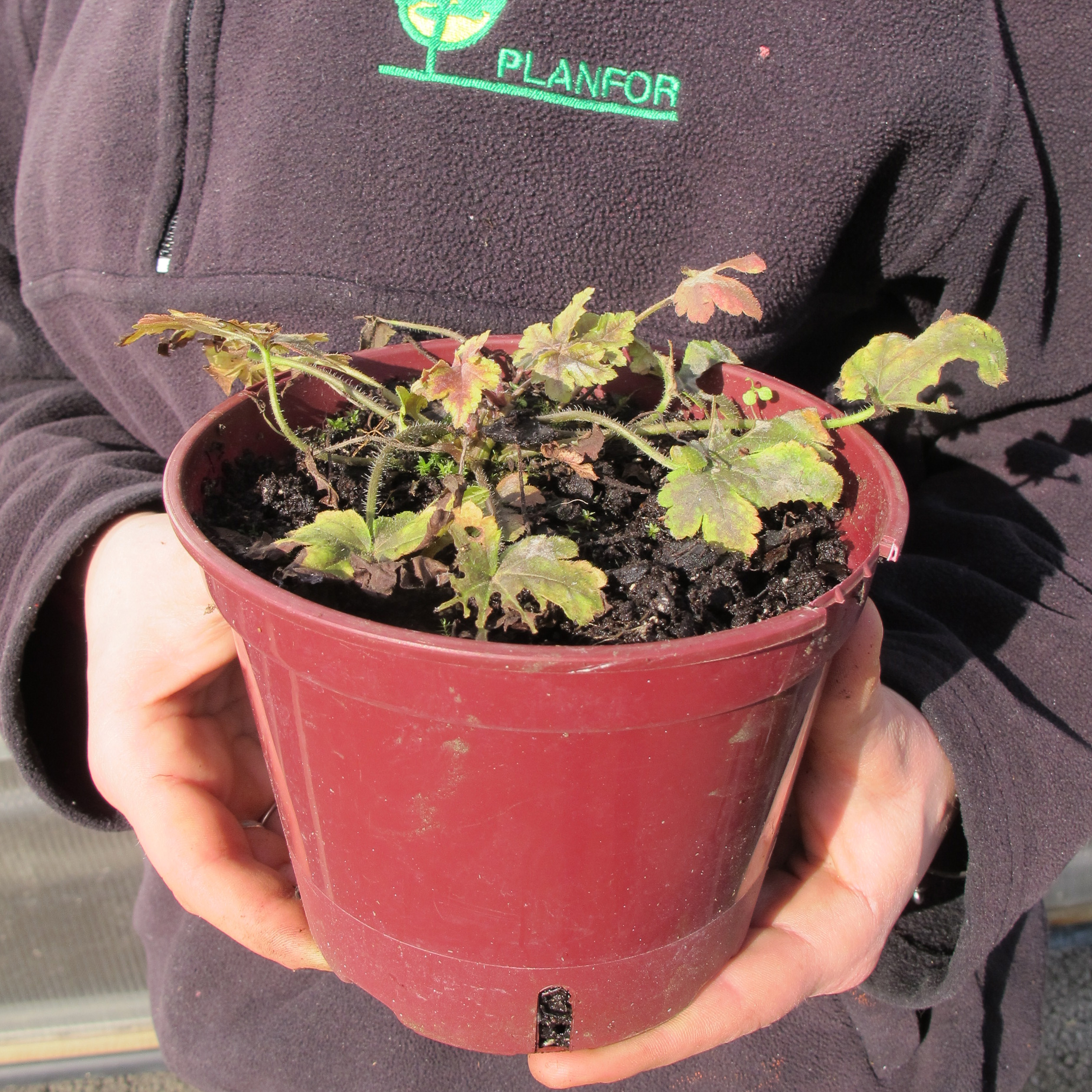 Alum root 'Plum royale' : buy Alum root 'Plum royale' / Heuchera Plum ...