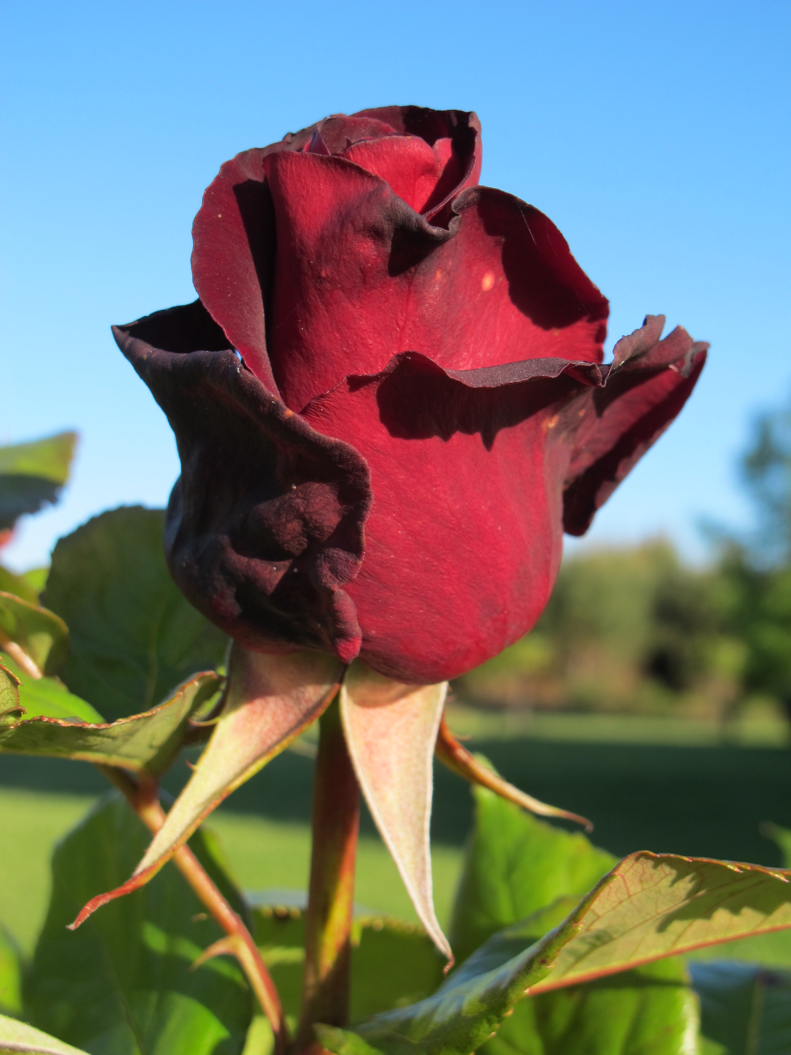 Rose 'Black Baccara' : buy Rose 'Black Baccara' / Rosa Black Baccara