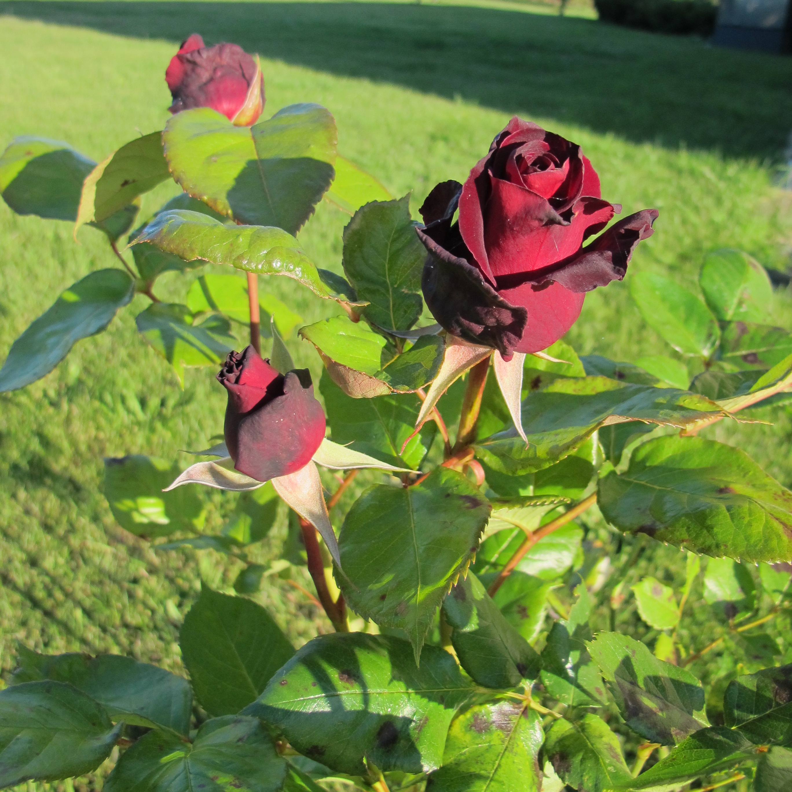 Rose 'Black Baccara' : buy Rose 'Black Baccara' / Rosa Black Baccara