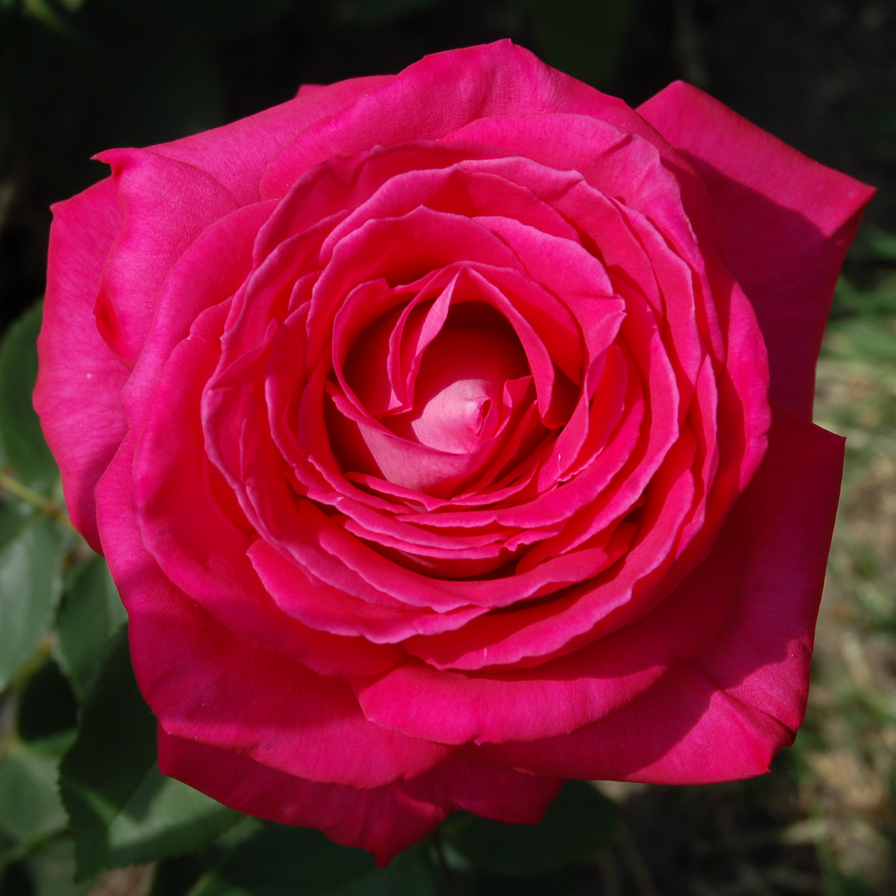 Rose 'Lolita Lempicka' : buy Rose 'Lolita Lempicka' / Rosa Lolita Lempicka