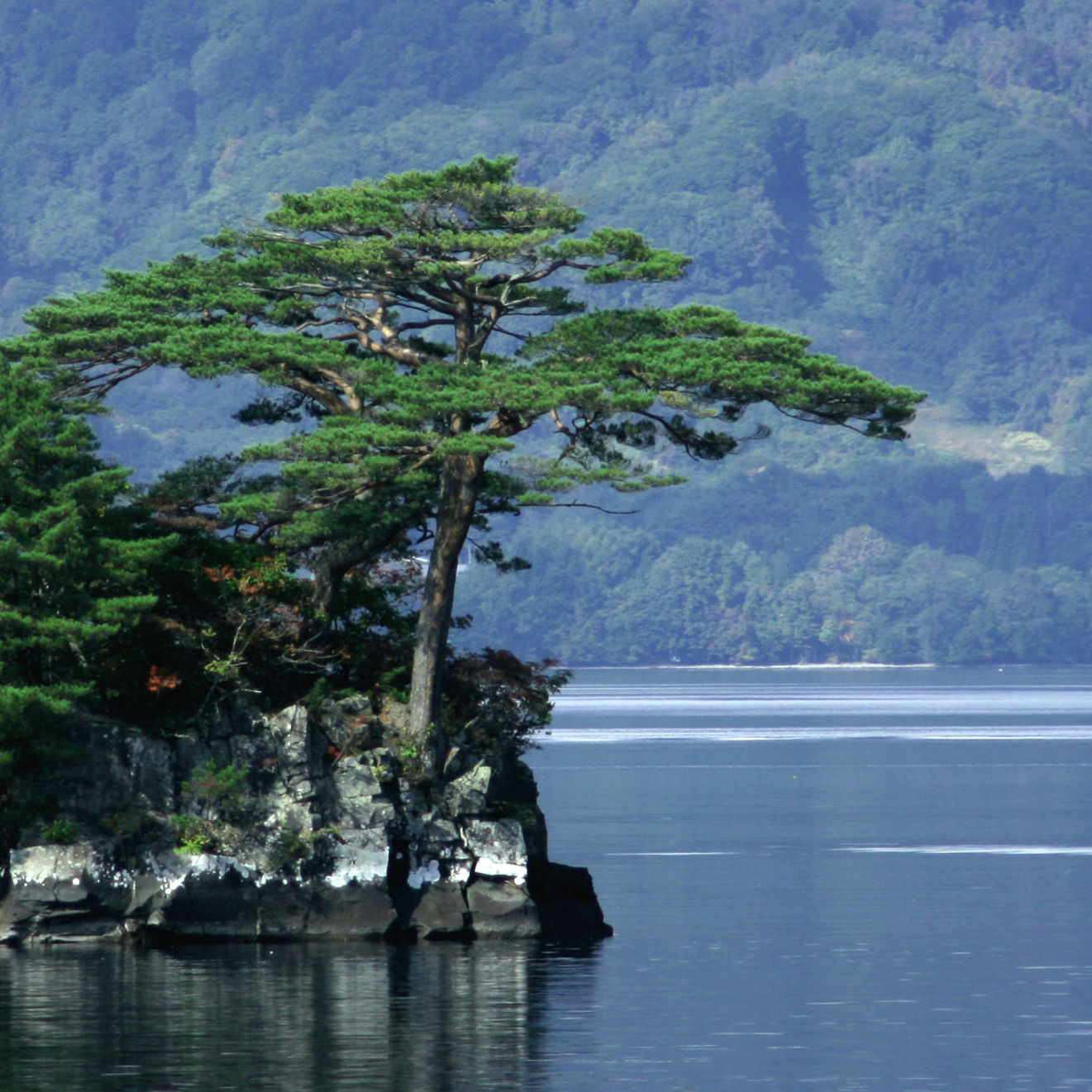 Pine, Japanese Red : buy Pine, Japanese Red / Pinus densiflora