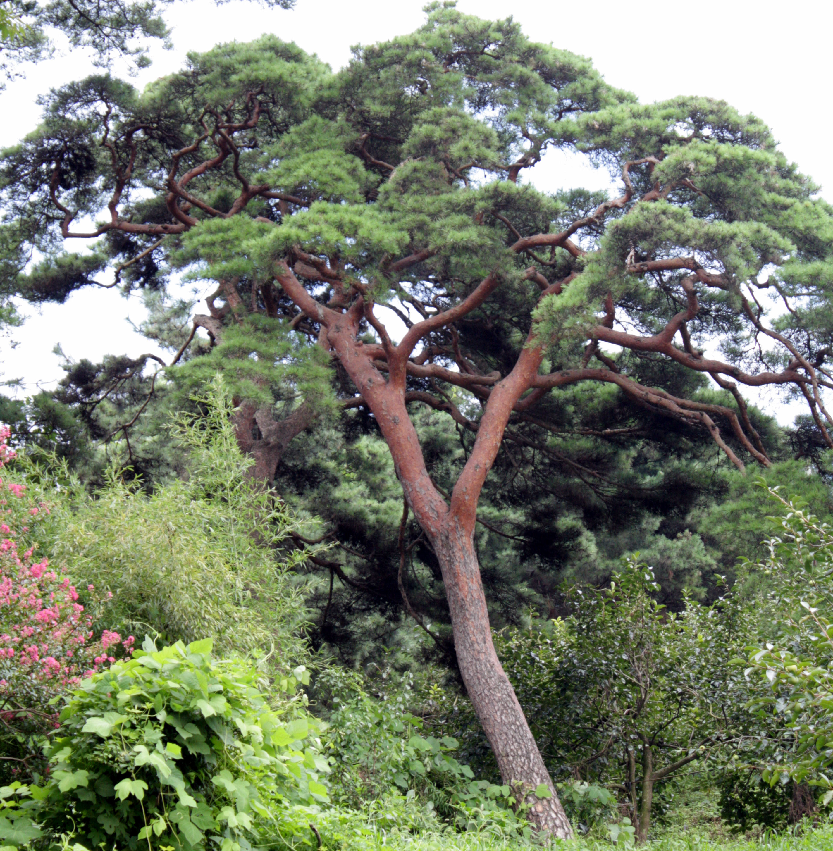 Pine, Japanese Red : buy Pine, Japanese Red / Pinus densiflora