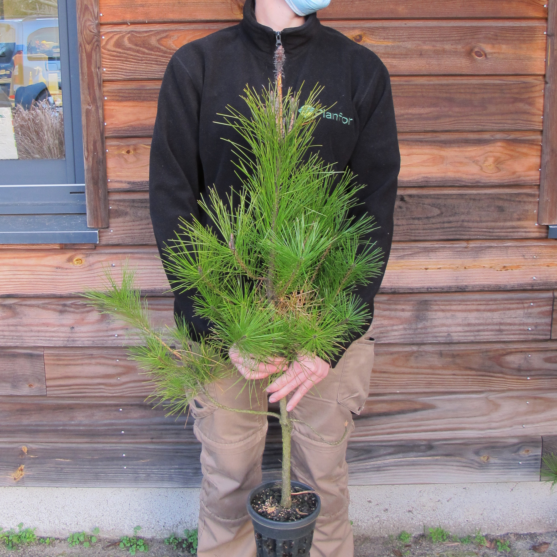 Pine, Japanese Red : buy Pine, Japanese Red / Pinus densiflora