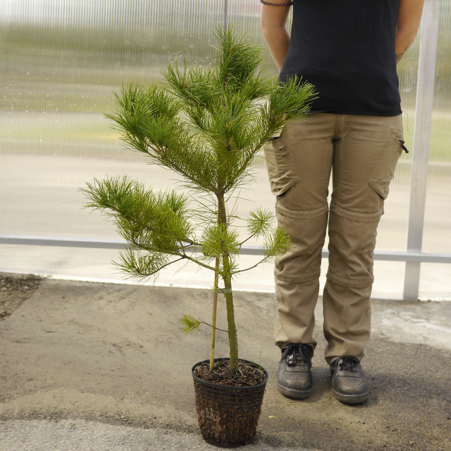 Pine, Japanese Red : buy Pine, Japanese Red / Pinus densiflora