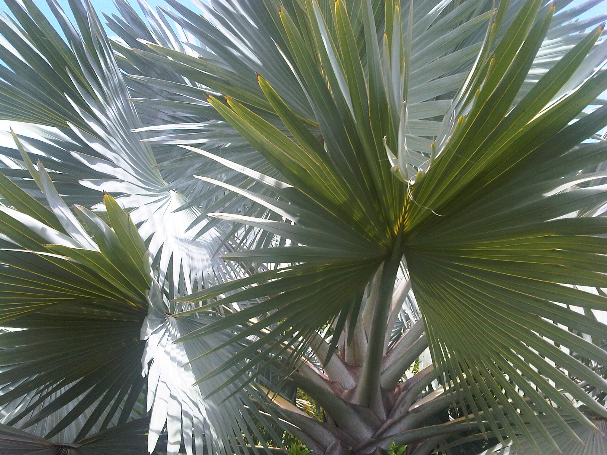 Palm, Bismarck : buy Palm, Bismarck / Bismarckia nobilis