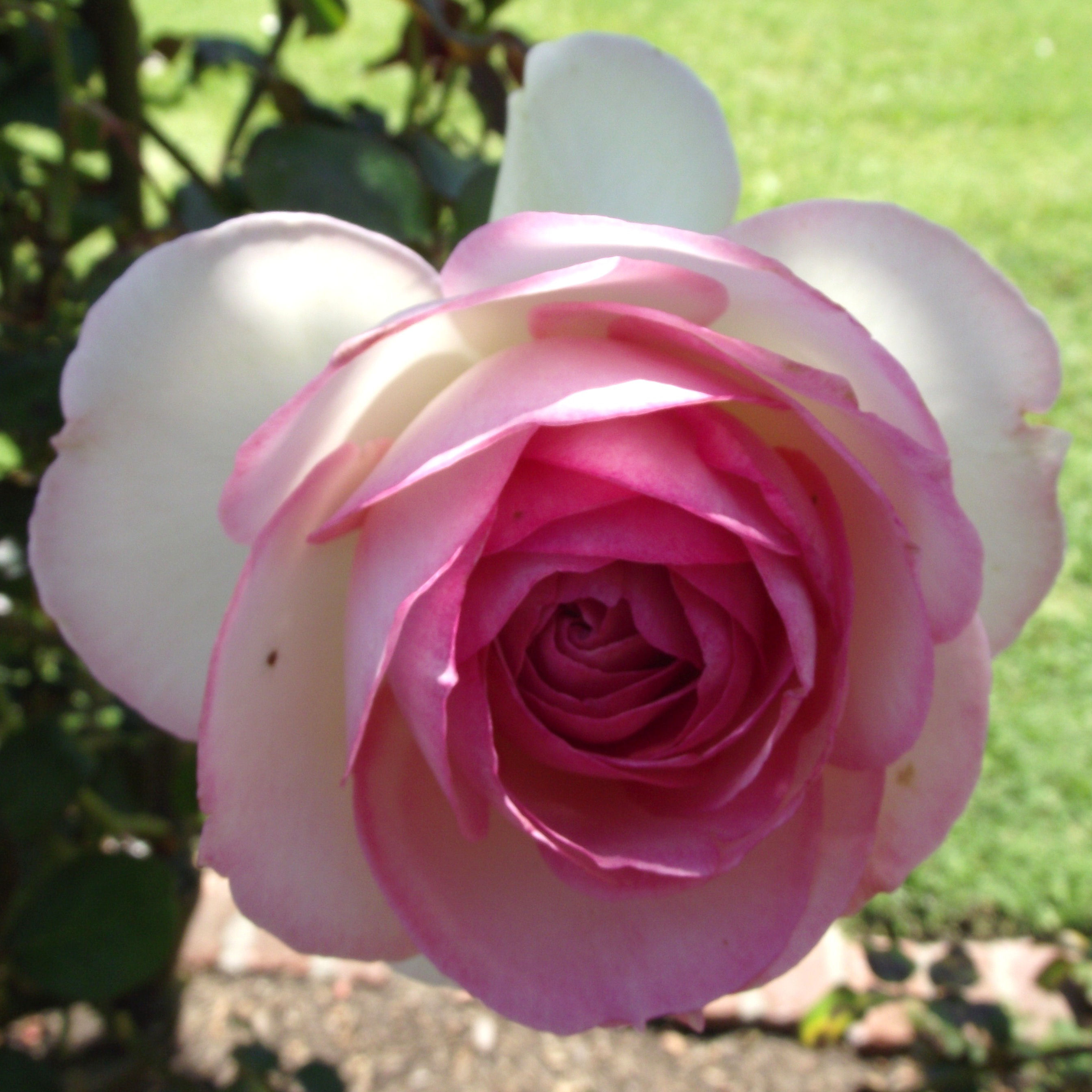 Rose 'Pierre de Ronsard' : buy Rose 'Pierre de Ronsard' / Rosa Pierre ...