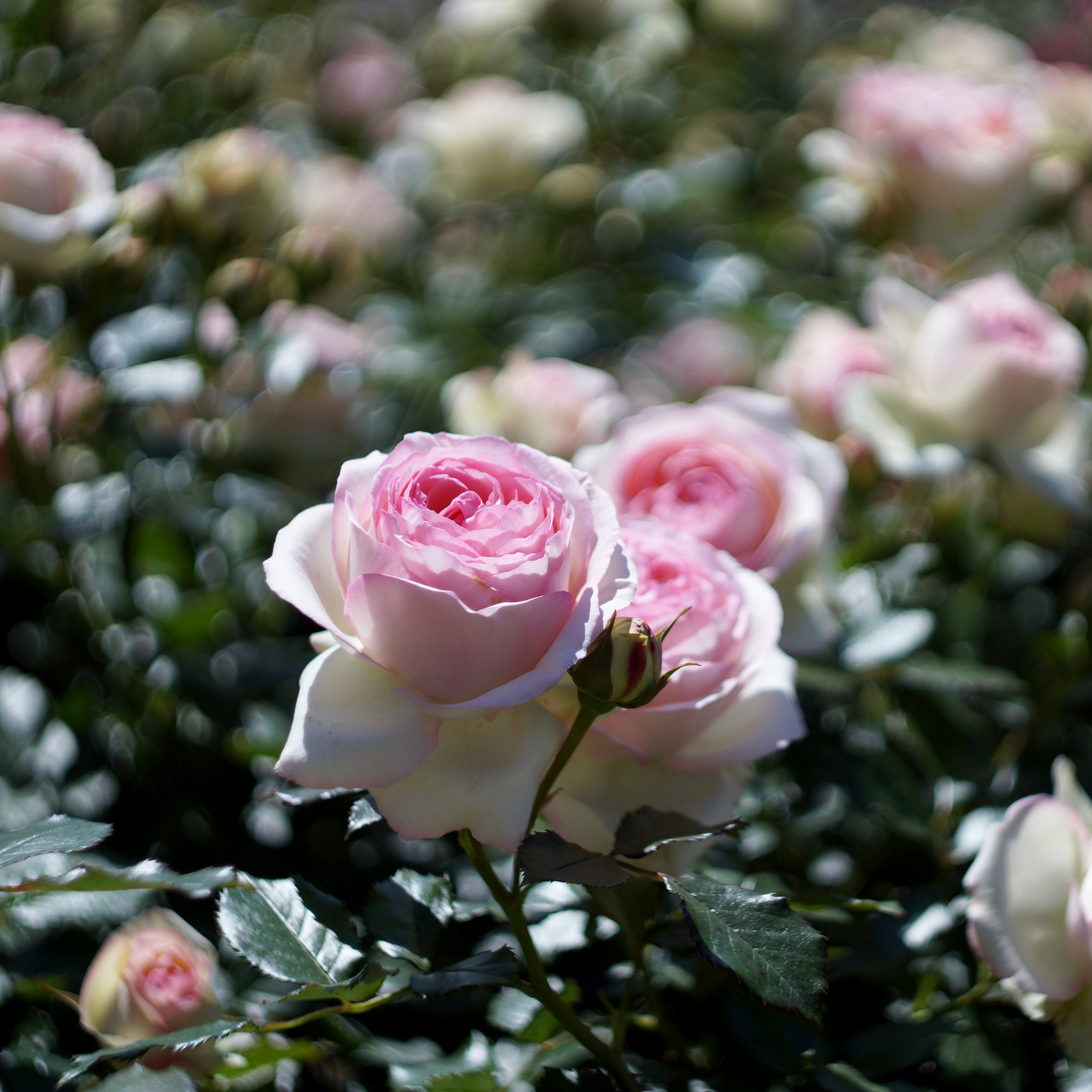 Rose 'Pierre de Ronsard' : buy Rose 'Pierre de Ronsard' / Rosa Pierre ...