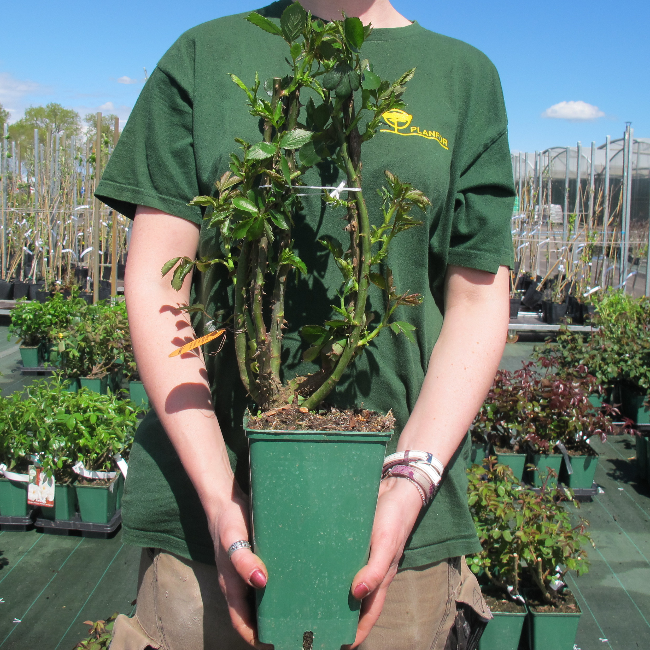 Rose 'Pierre de Ronsard' : buy Rose 'Pierre de Ronsard' / Rosa Pierre ...