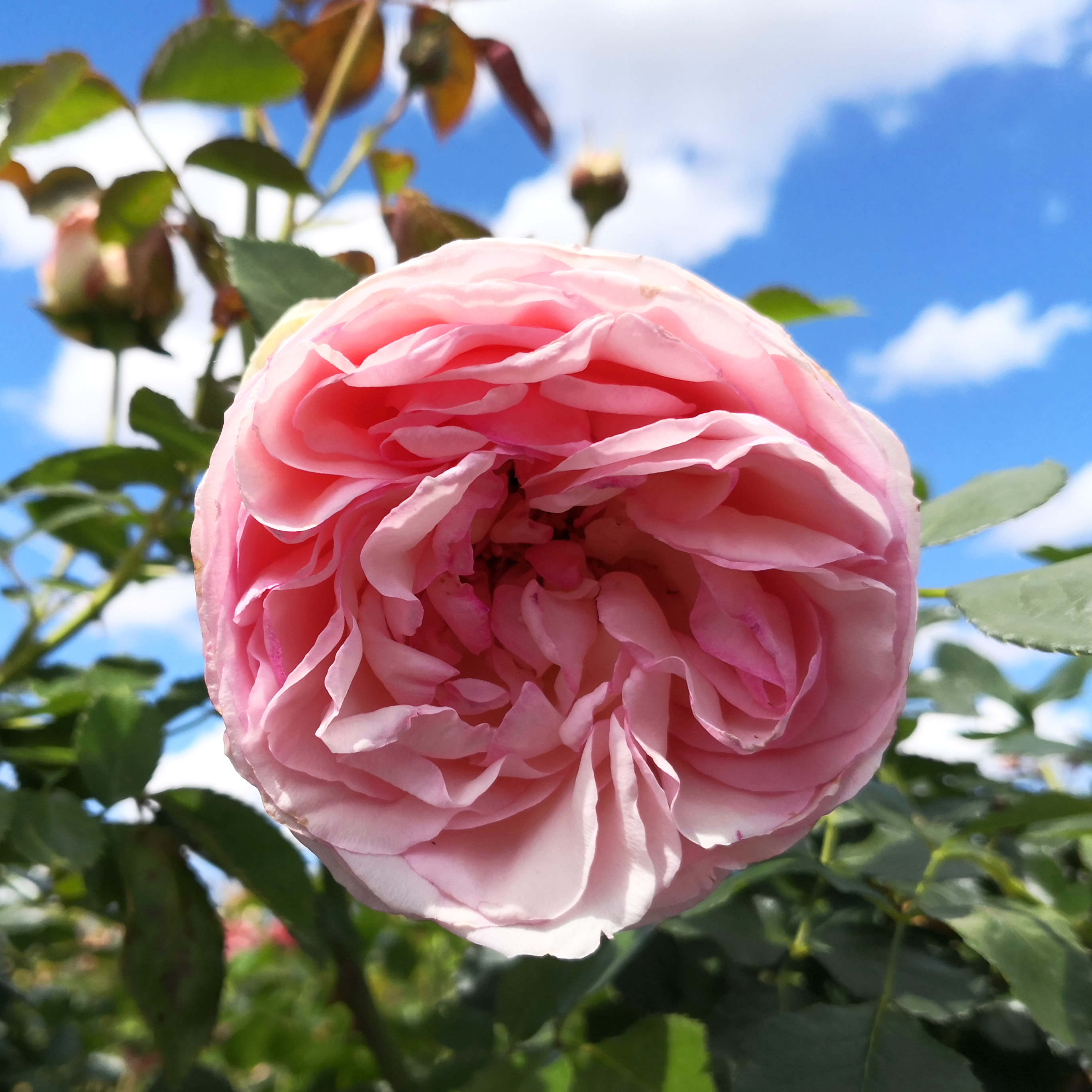 Rose 'Pierre de Ronsard' : buy Rose 'Pierre de Ronsard' / Rosa Pierre ...