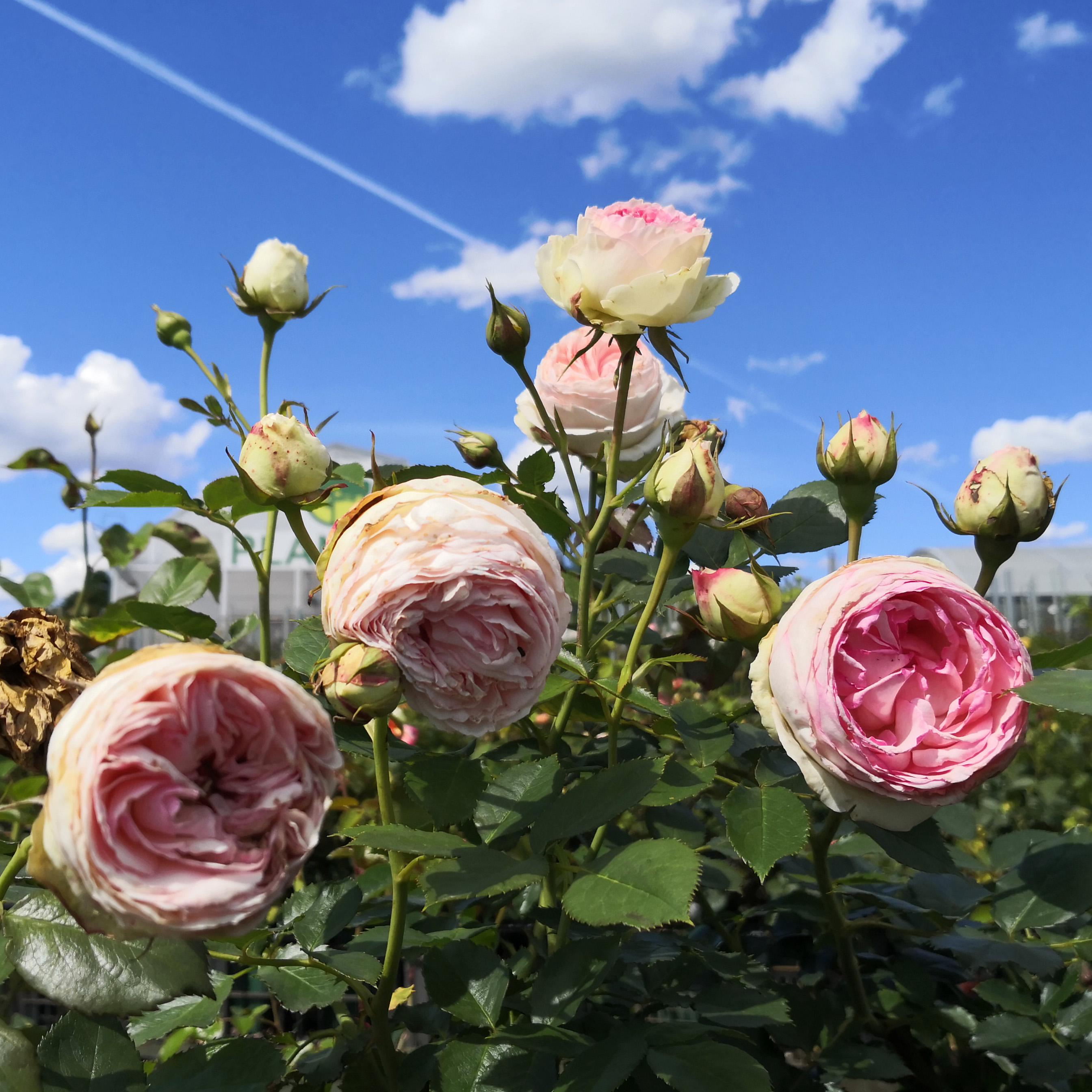 Rose 'Pierre de Ronsard' : buy Rose 'Pierre de Ronsard' / Rosa Pierre ...