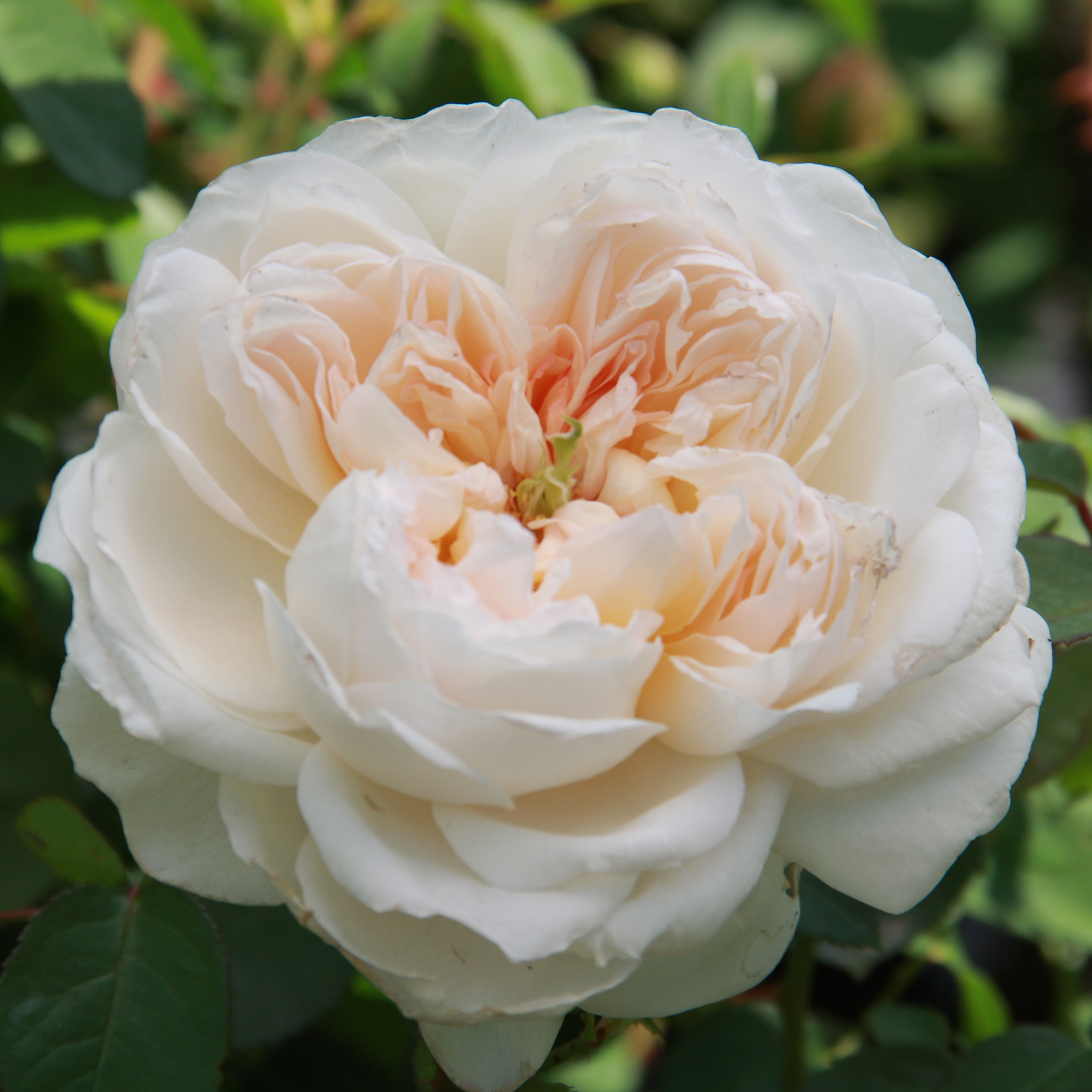 Rose 'Glamis Castle' : buy Rose 'Glamis Castle' / Rosa Glamis Castle