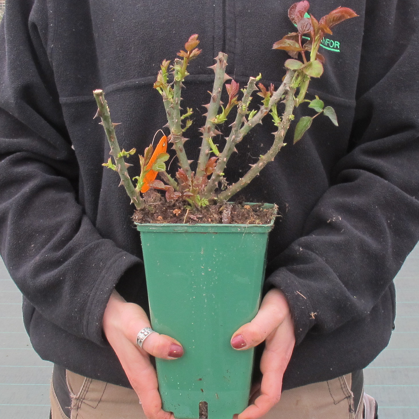 Rose 'Alain Souchon' : buy Rose 'Alain Souchon' / Rosa Alain Souchon