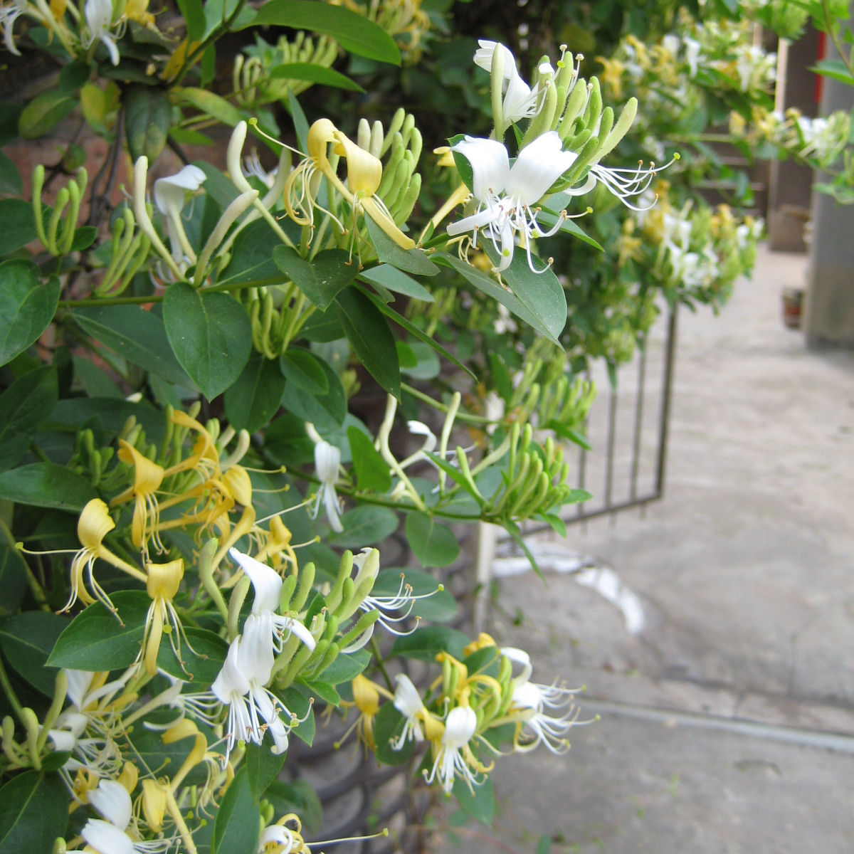 Honeysuckle Hall's prolific : buy Honeysuckle Hall's prolific ...