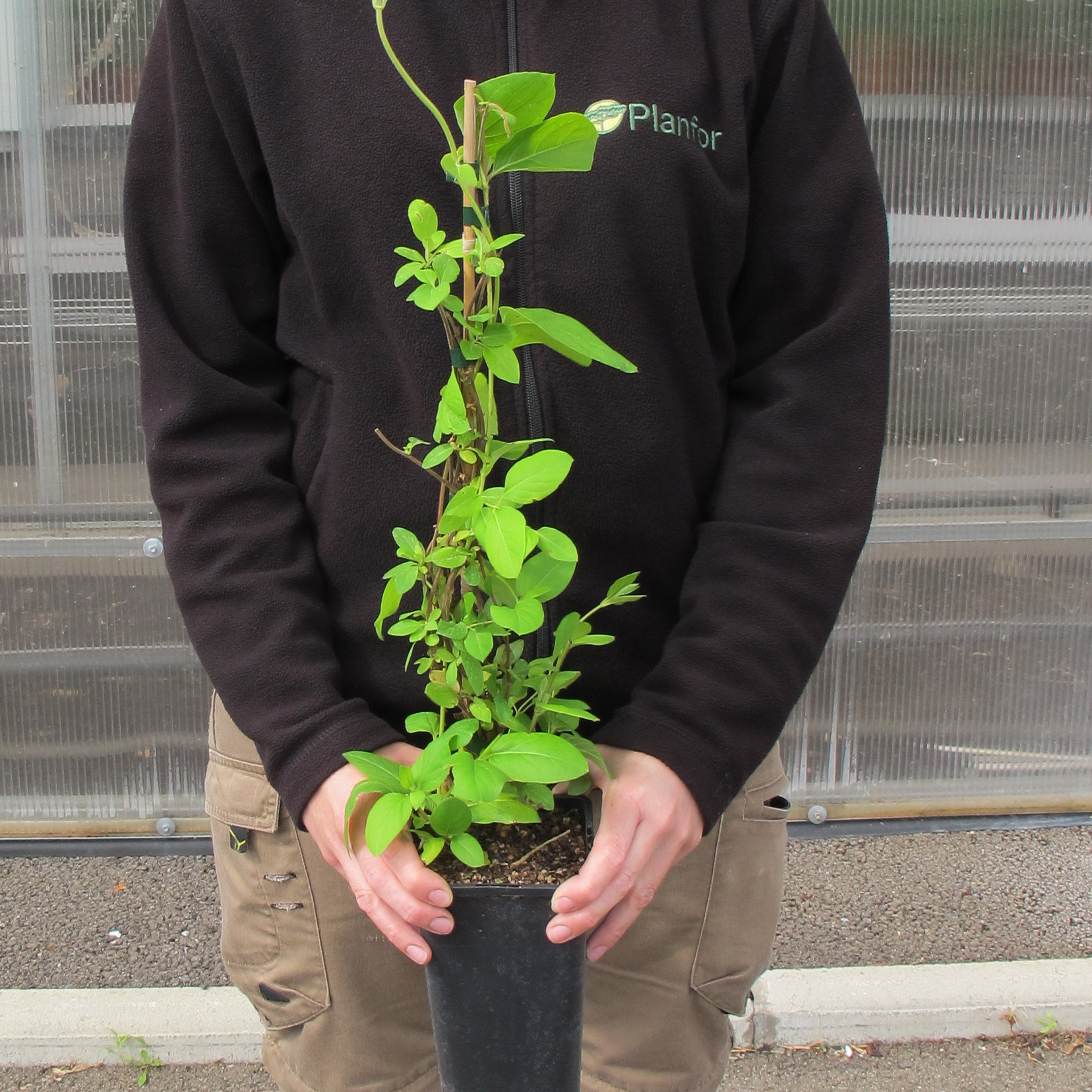 Honeysuckle Hall's prolific : buy Honeysuckle Hall's prolific ...